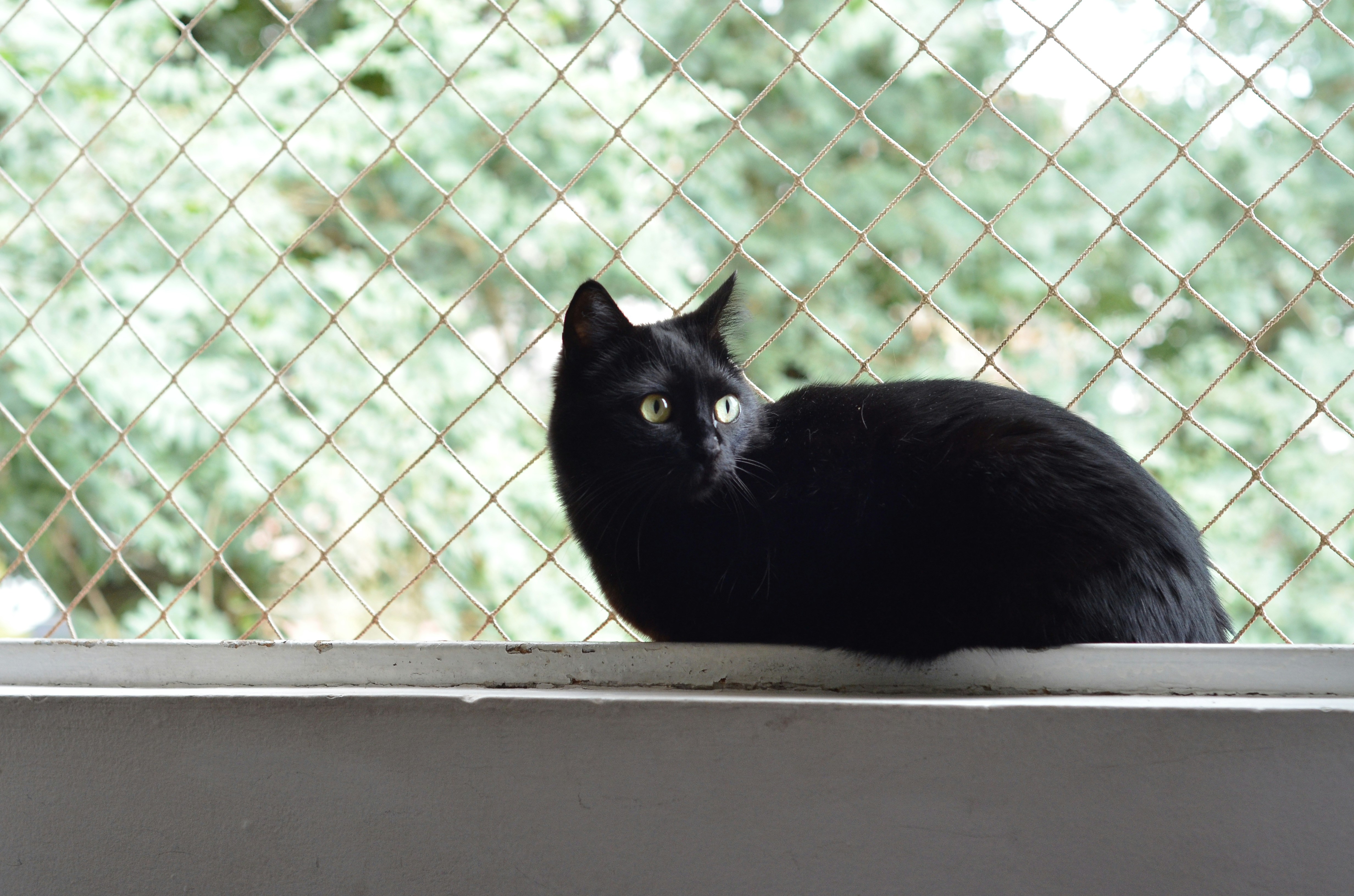 Black Cat on a Window Sill: Quiet Watcher of the Yard