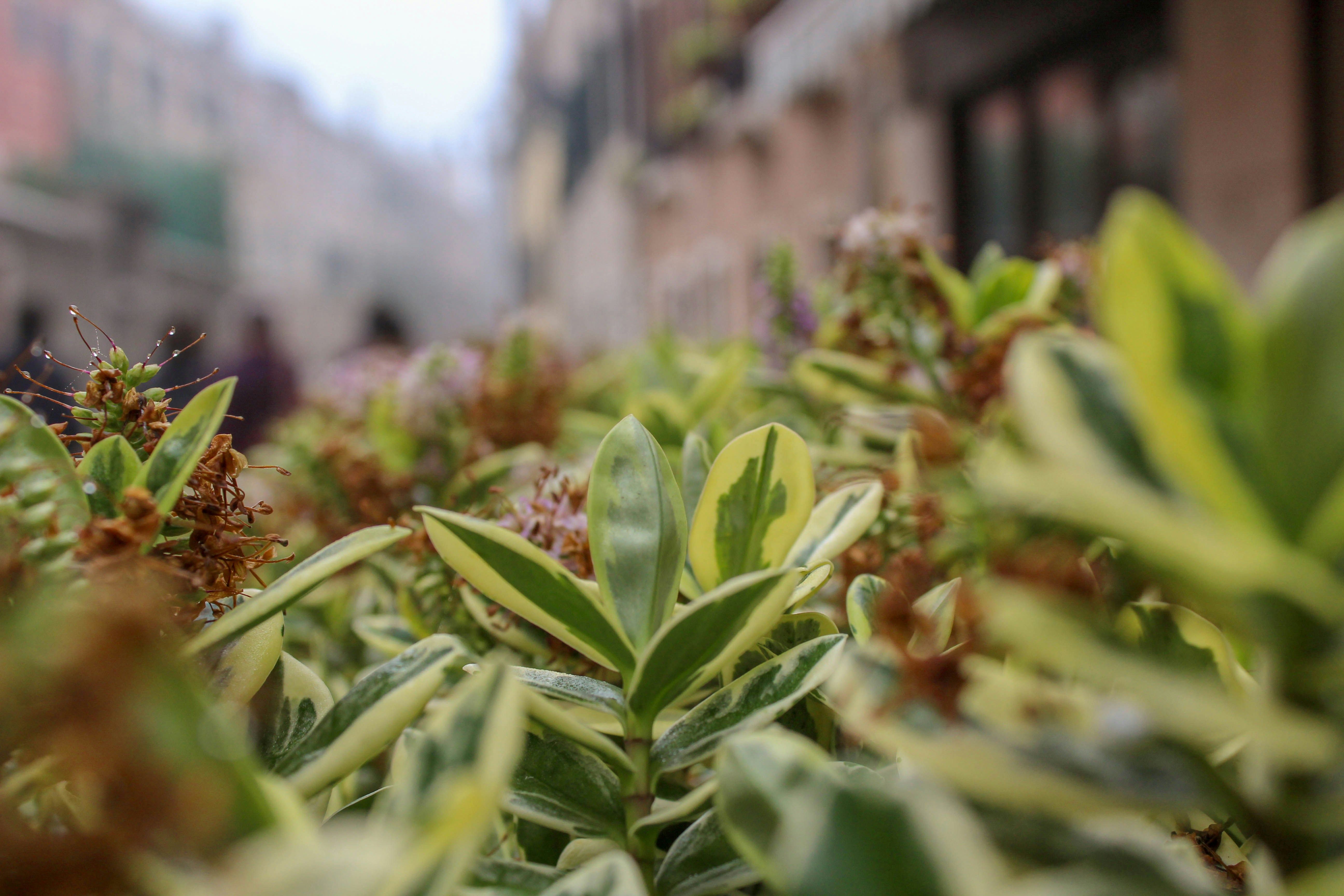 Leaf Portrait Against a City Backdrop in Soft Focus