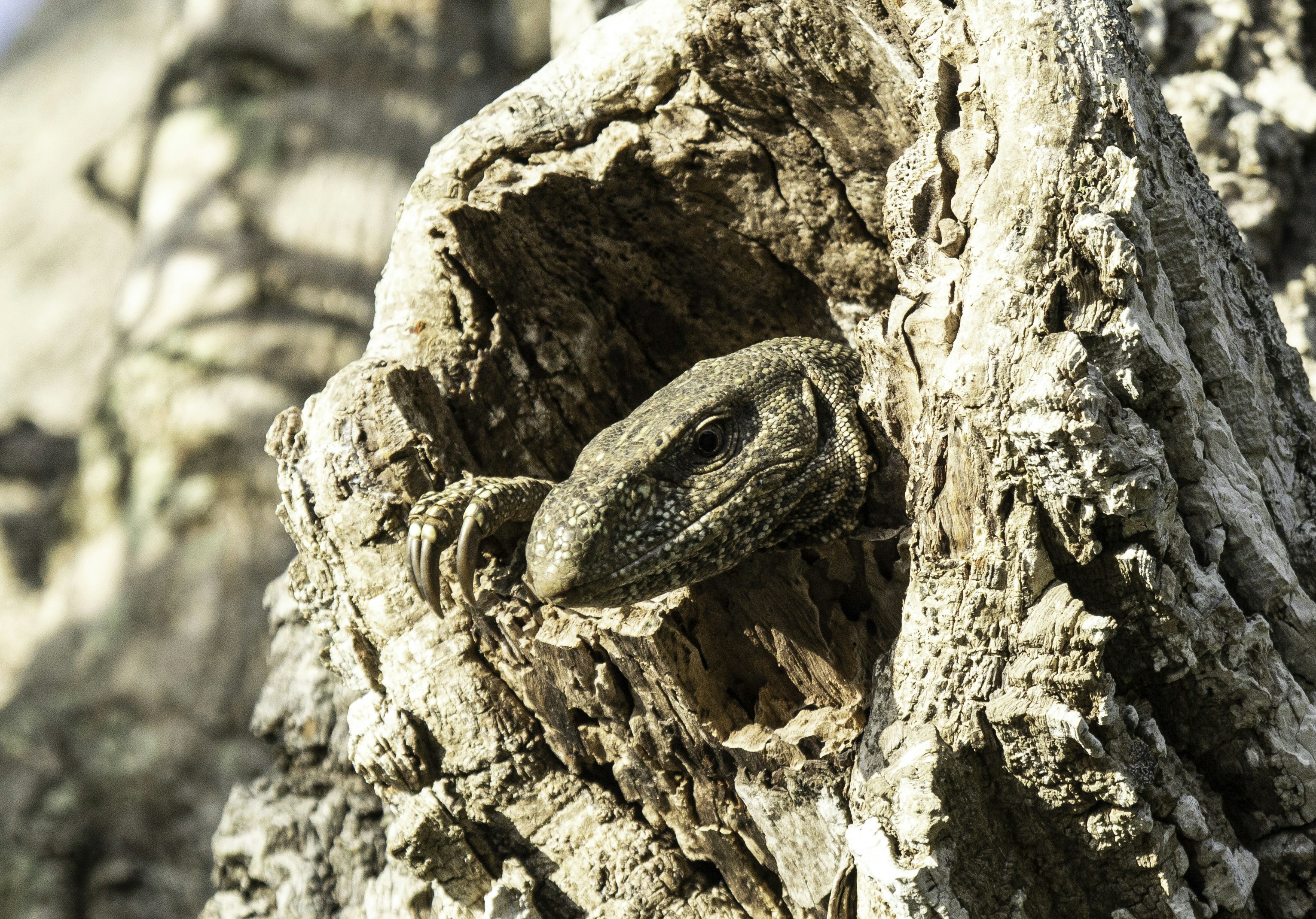 Knothole Gazer: A Lizard Peeks From the Tree's Weathered Hollow