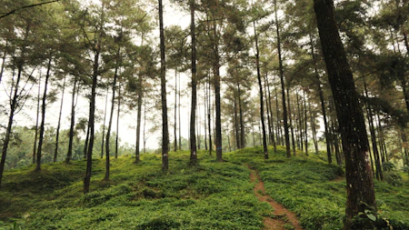 Forest Floor Trail: A Green Corridor Between Tall Pines