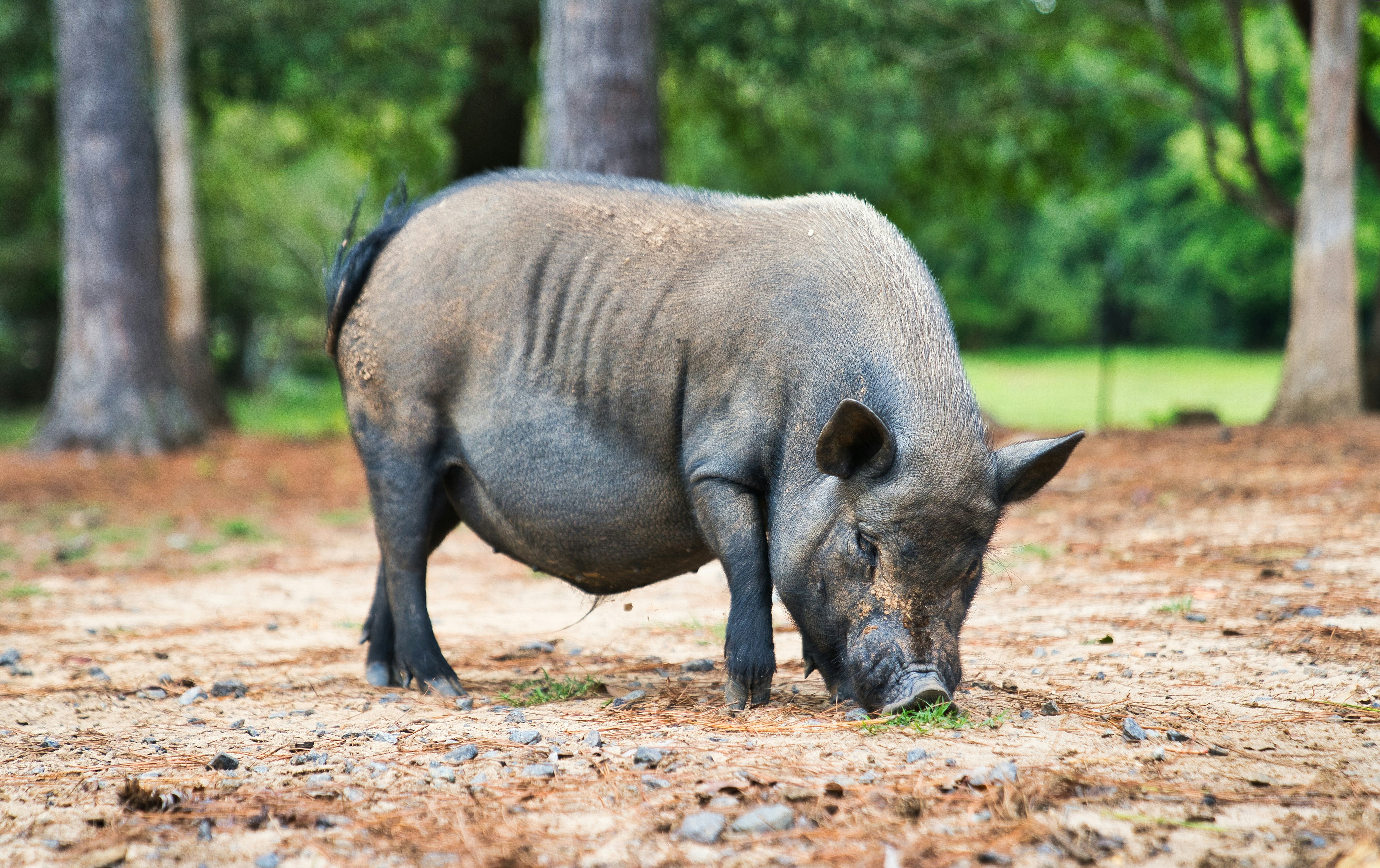 Hog Pictures | Download Free Images on Unsplash