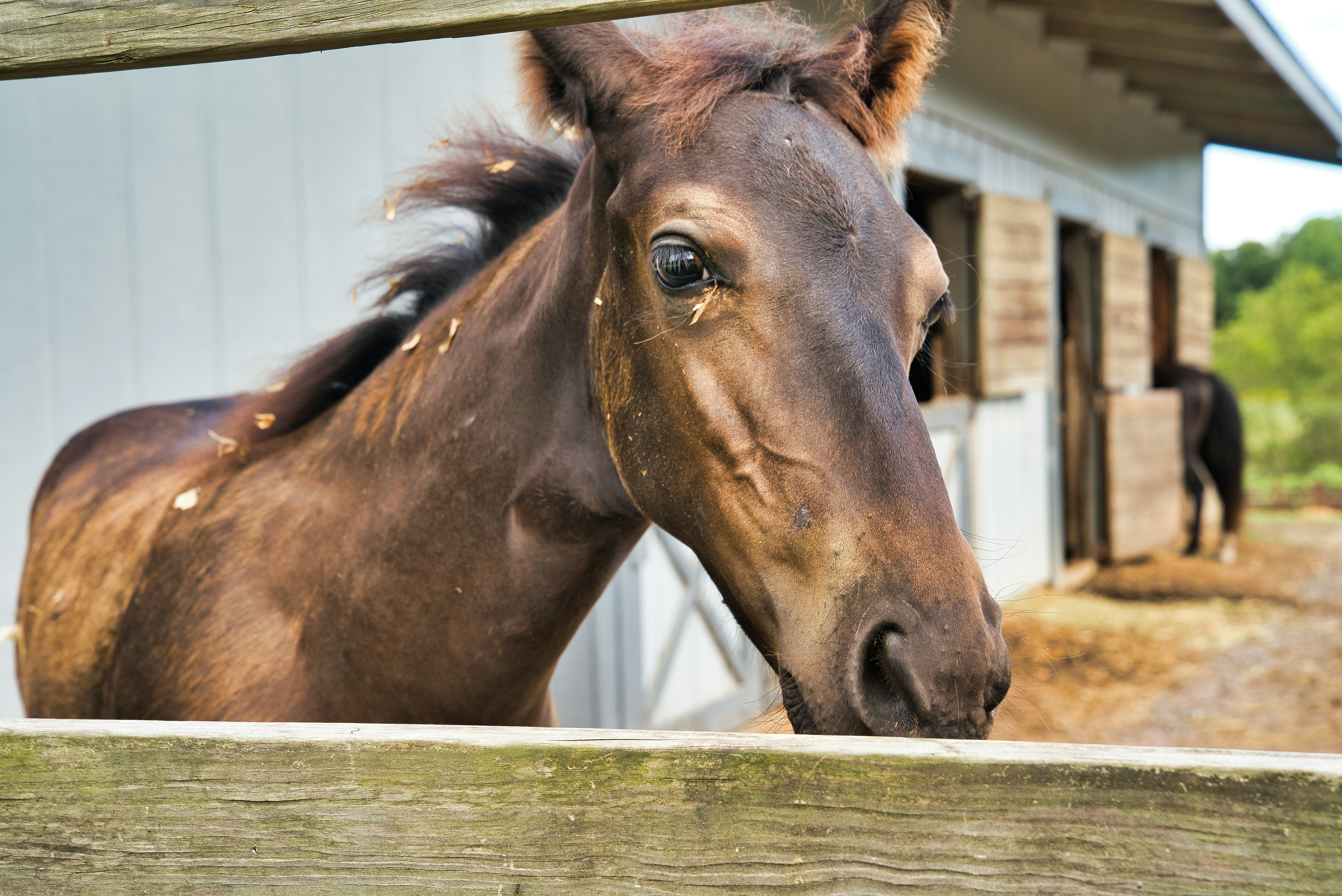 A young foal horse at Anne Springs Close Greenway stables | brown horse photography