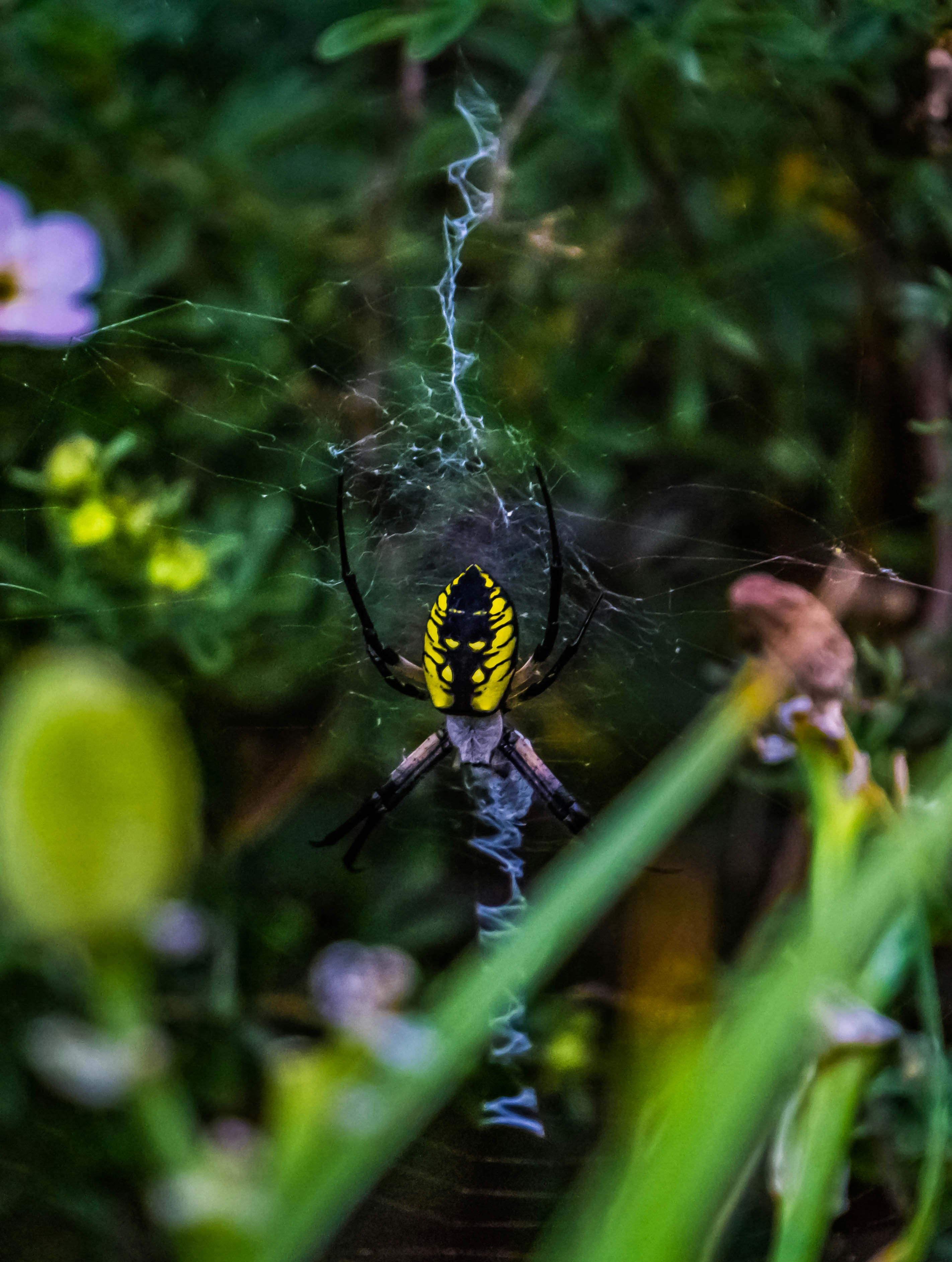 Center Stage in Silk: A Yellow-Striped Garden Spider in Its Web