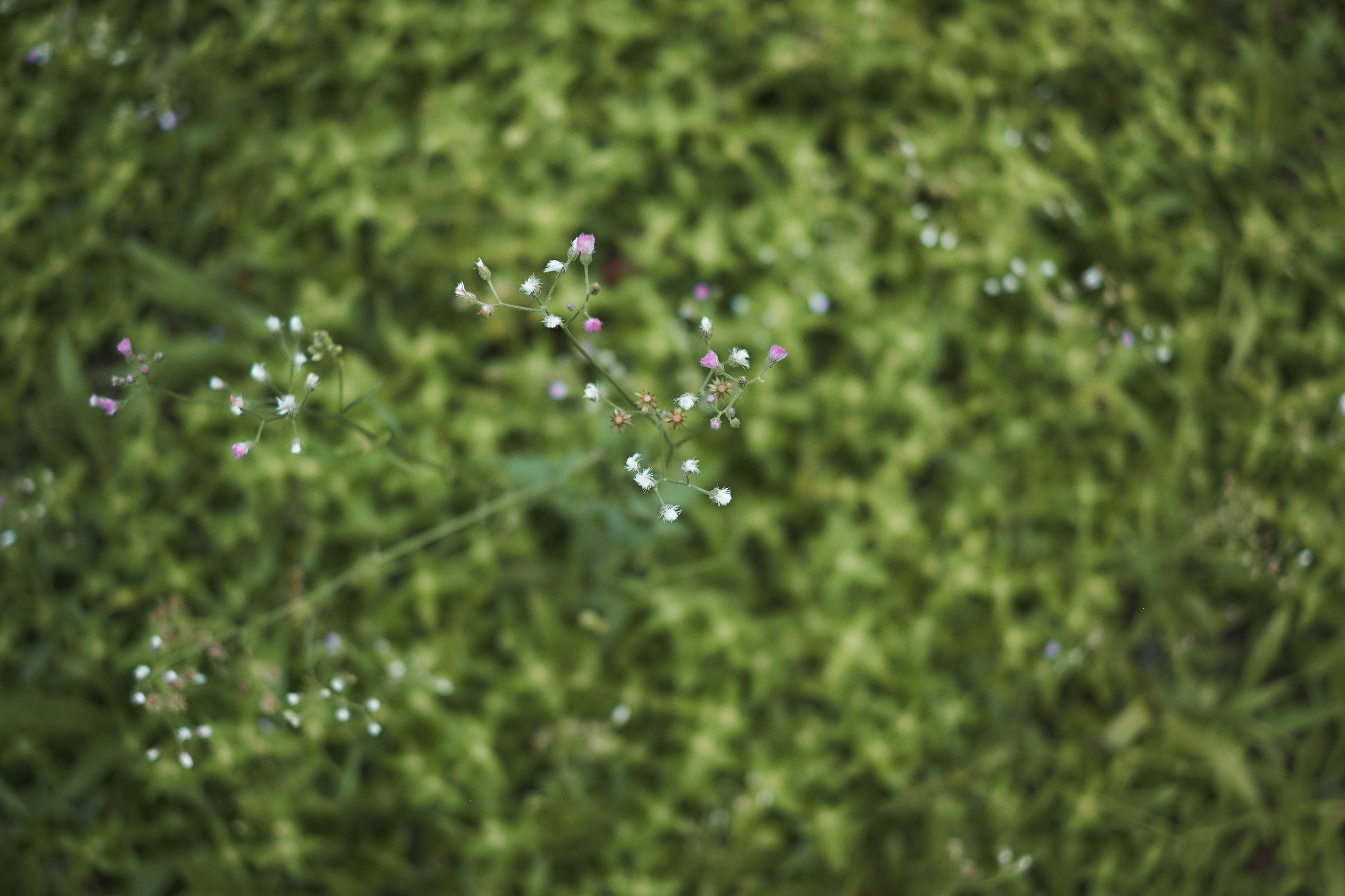 Tiny Lace Blossoms Drifting Through a Sea of Green Blur