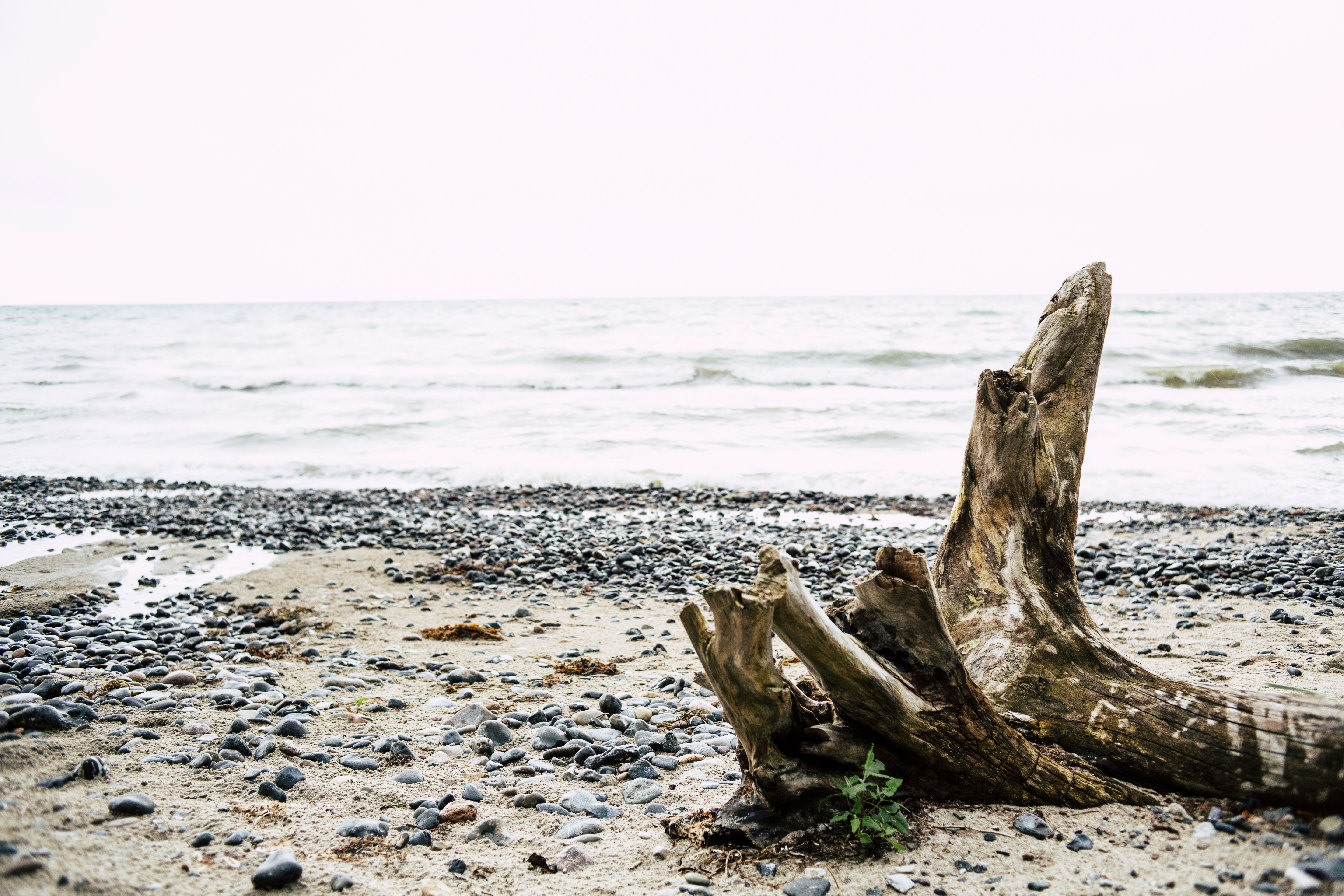 Weathered driftwood rests on a pebbled beach, with gentle waves lapping at the shore. The muted sky adds a serene ambiance.