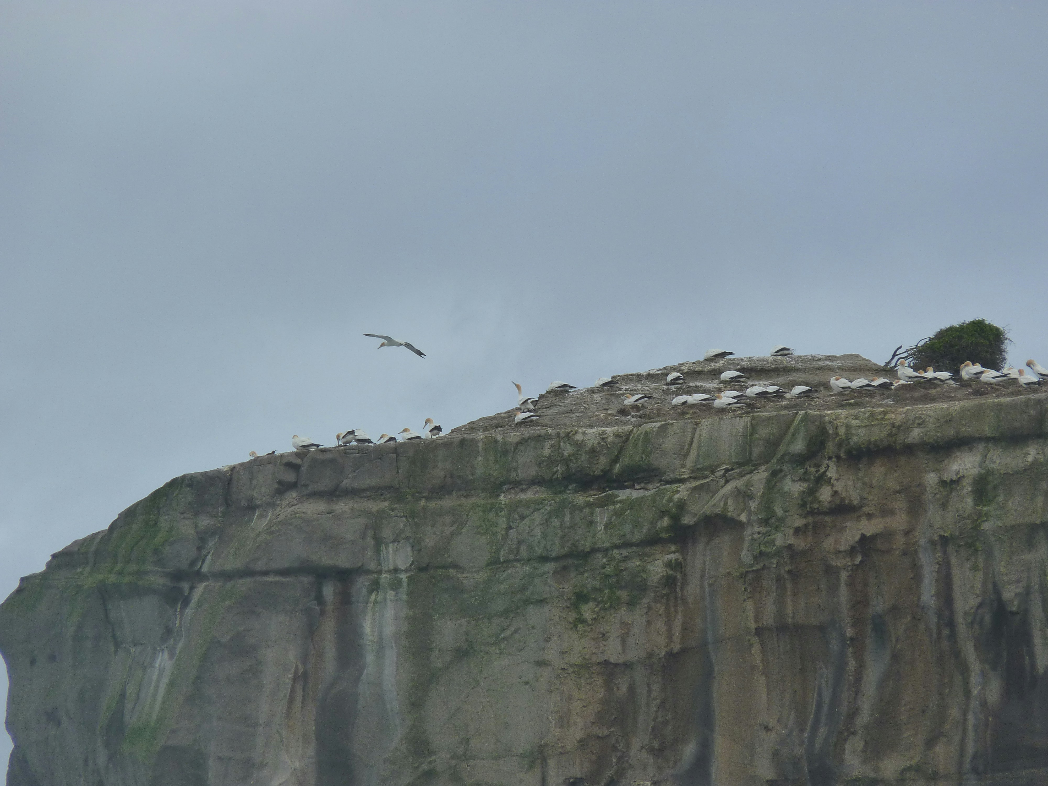 Photograph of seabirds perched along a weathered cliff top, with a lone bird in flight against a gray sky.