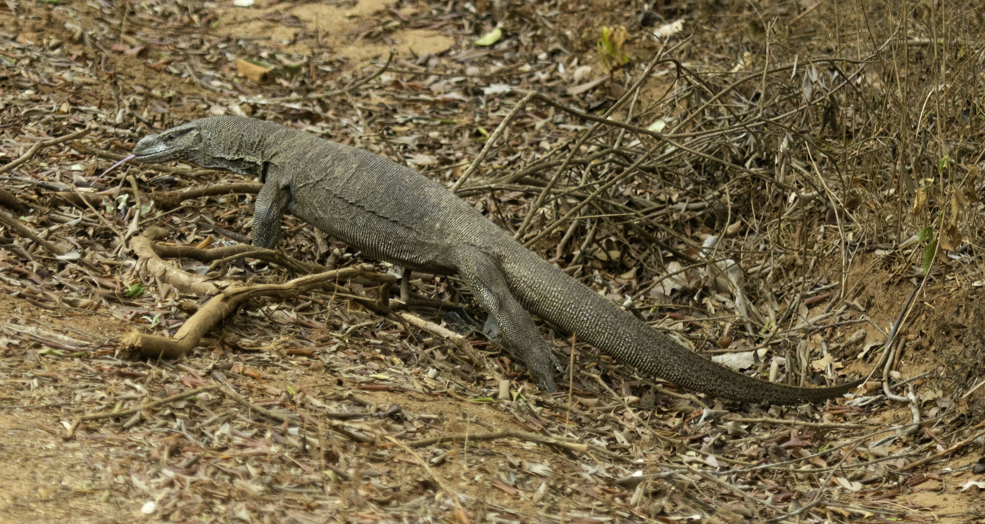 A monitor lizard navigating through dry leaves and twigs in a natural habitat.
