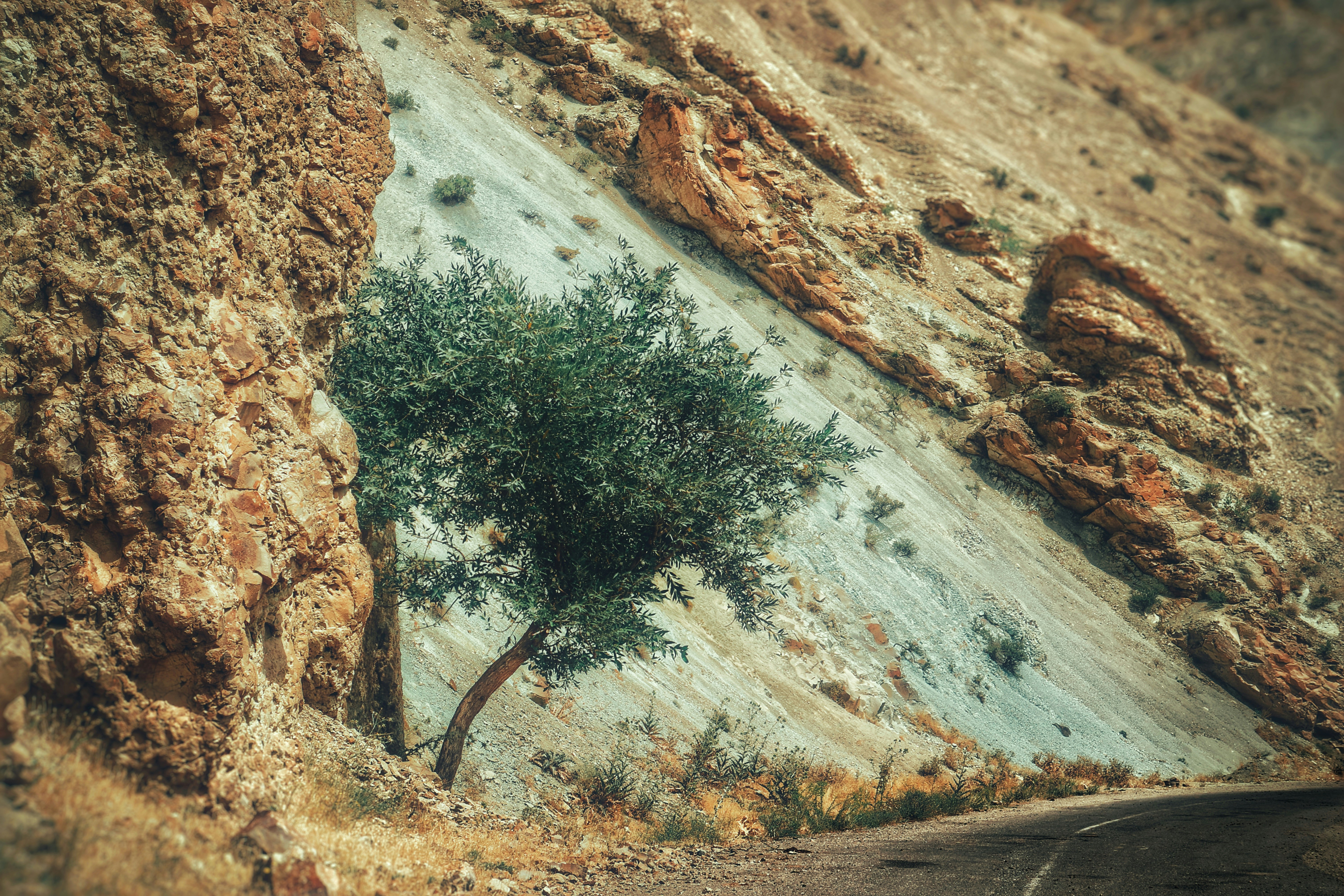 Leaning Olive by the Bend: A Road through Weathered Canyon