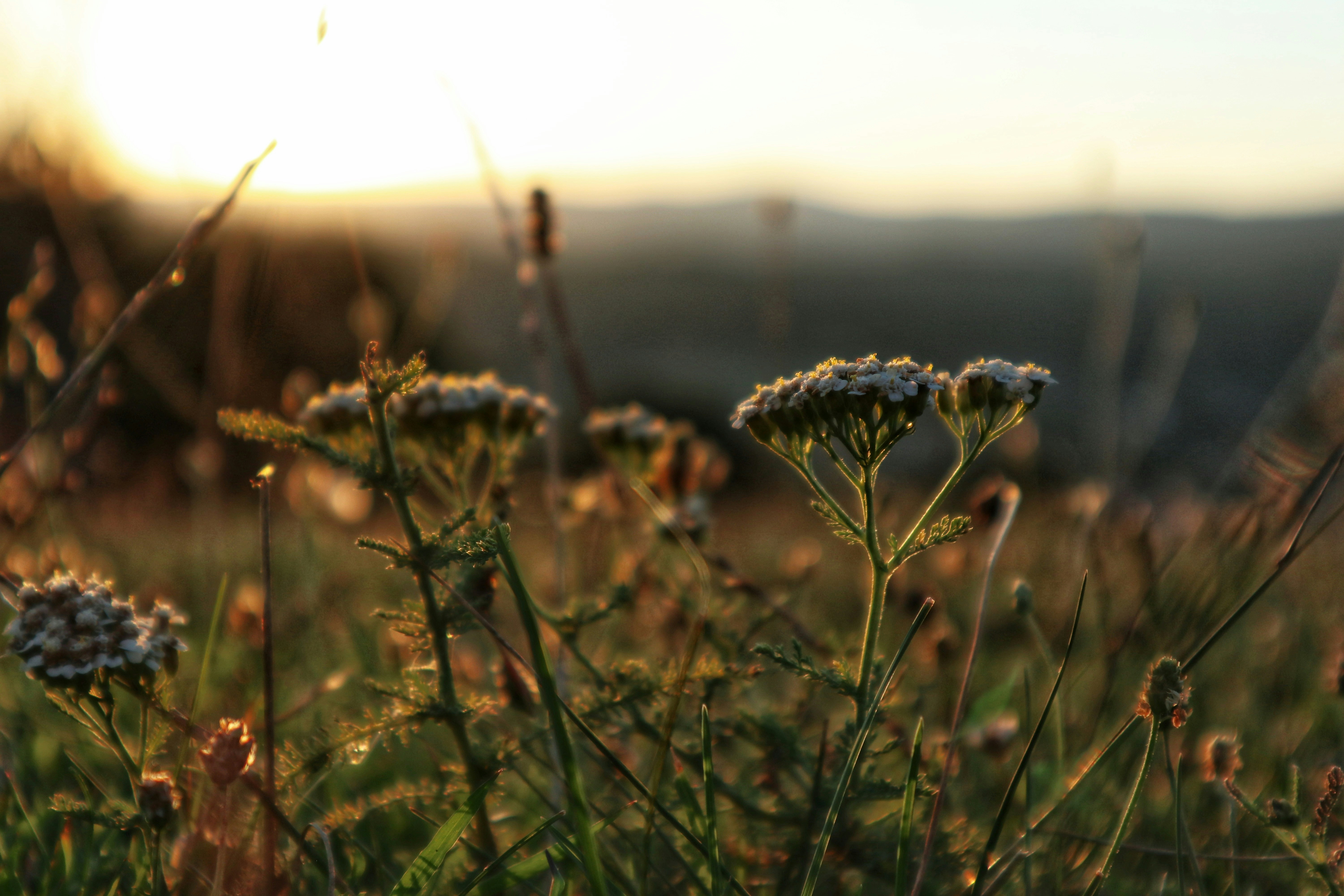 Golden Hour Blossoms