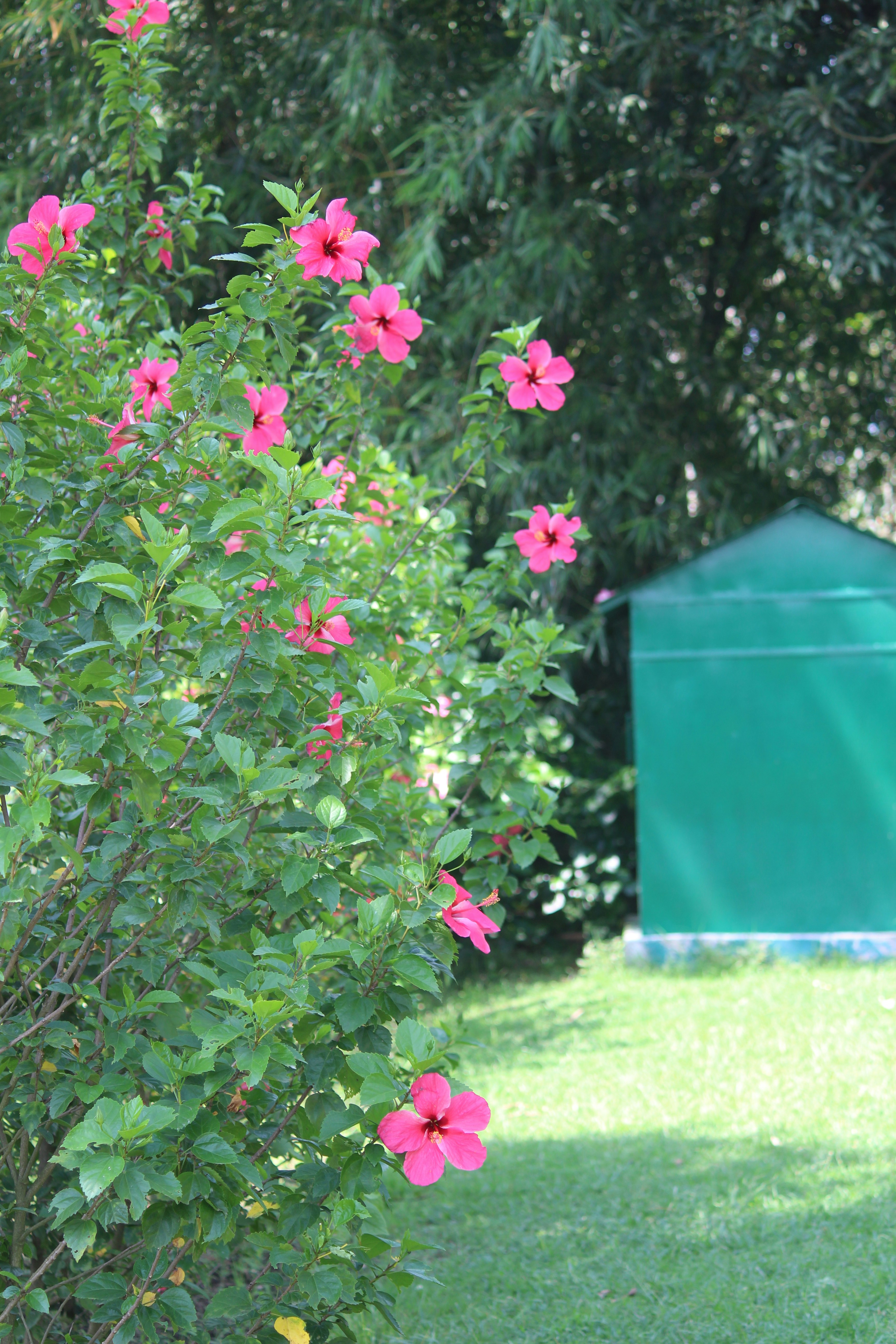 Pink hibiscus chorus along a sunlit garden hedge