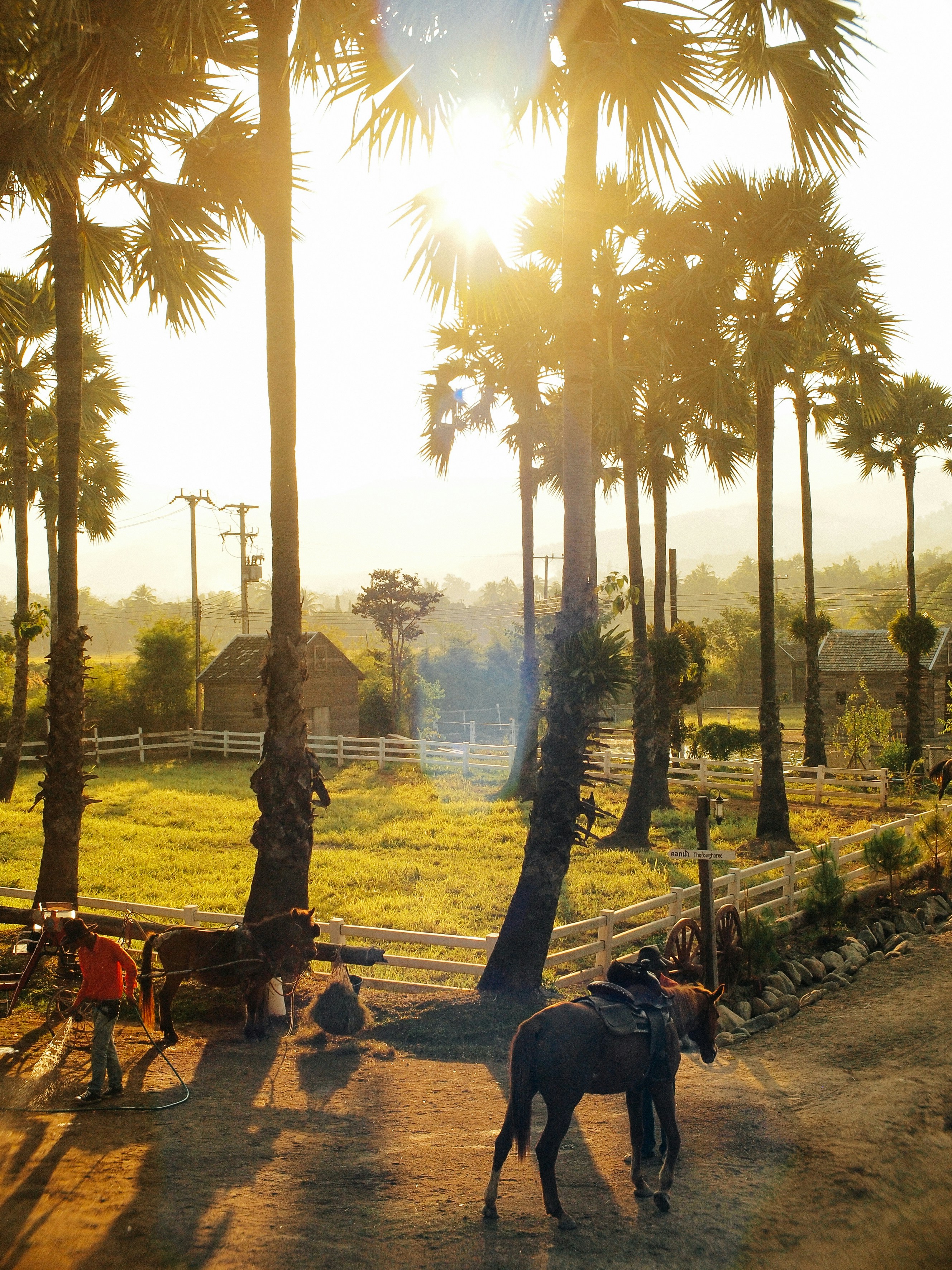 Golden Hour at the Palm Farm: Horses, Fences, and Sunlit Silhouettes
