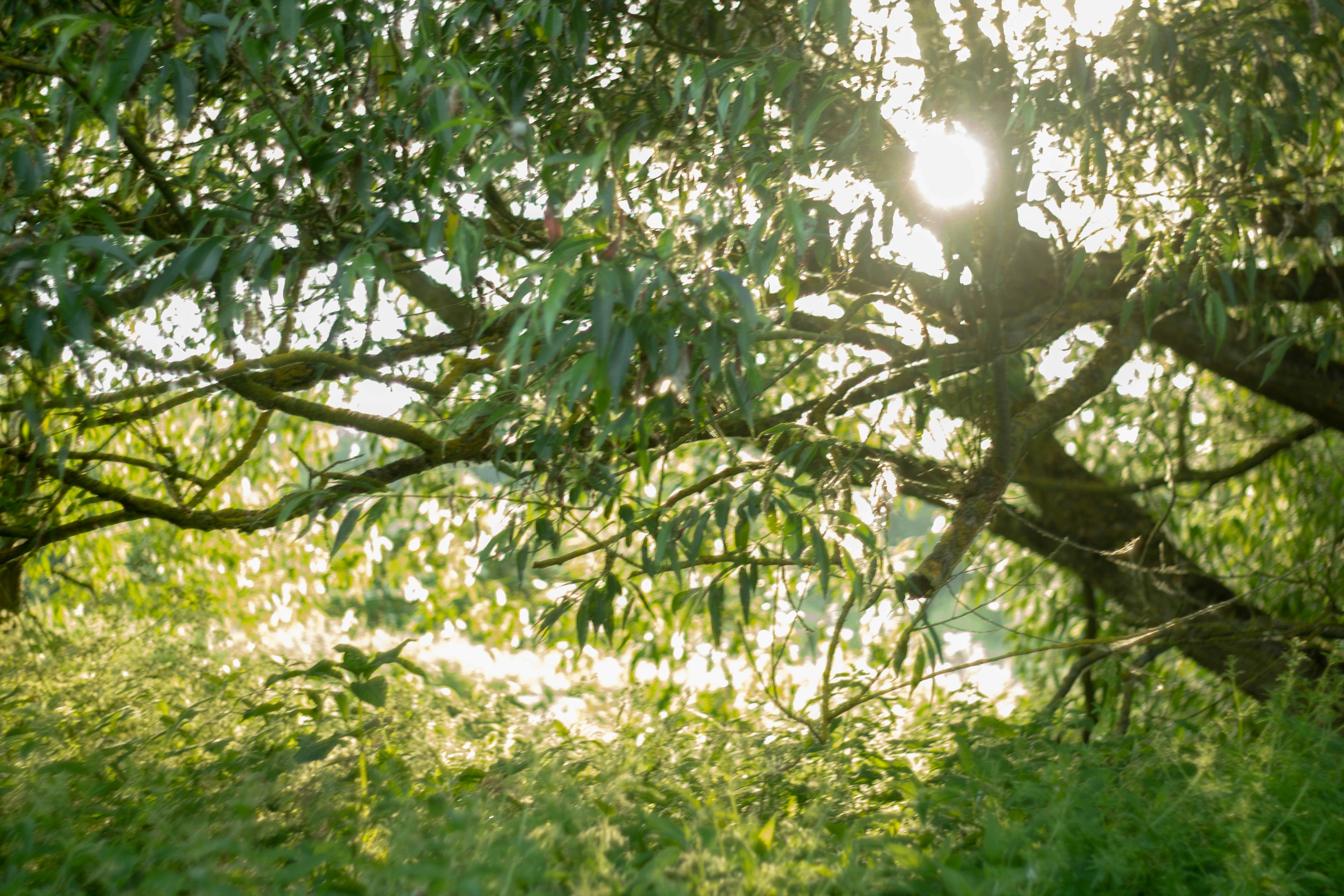 Green tree under sun photo – Free Flare Image on Unsplash