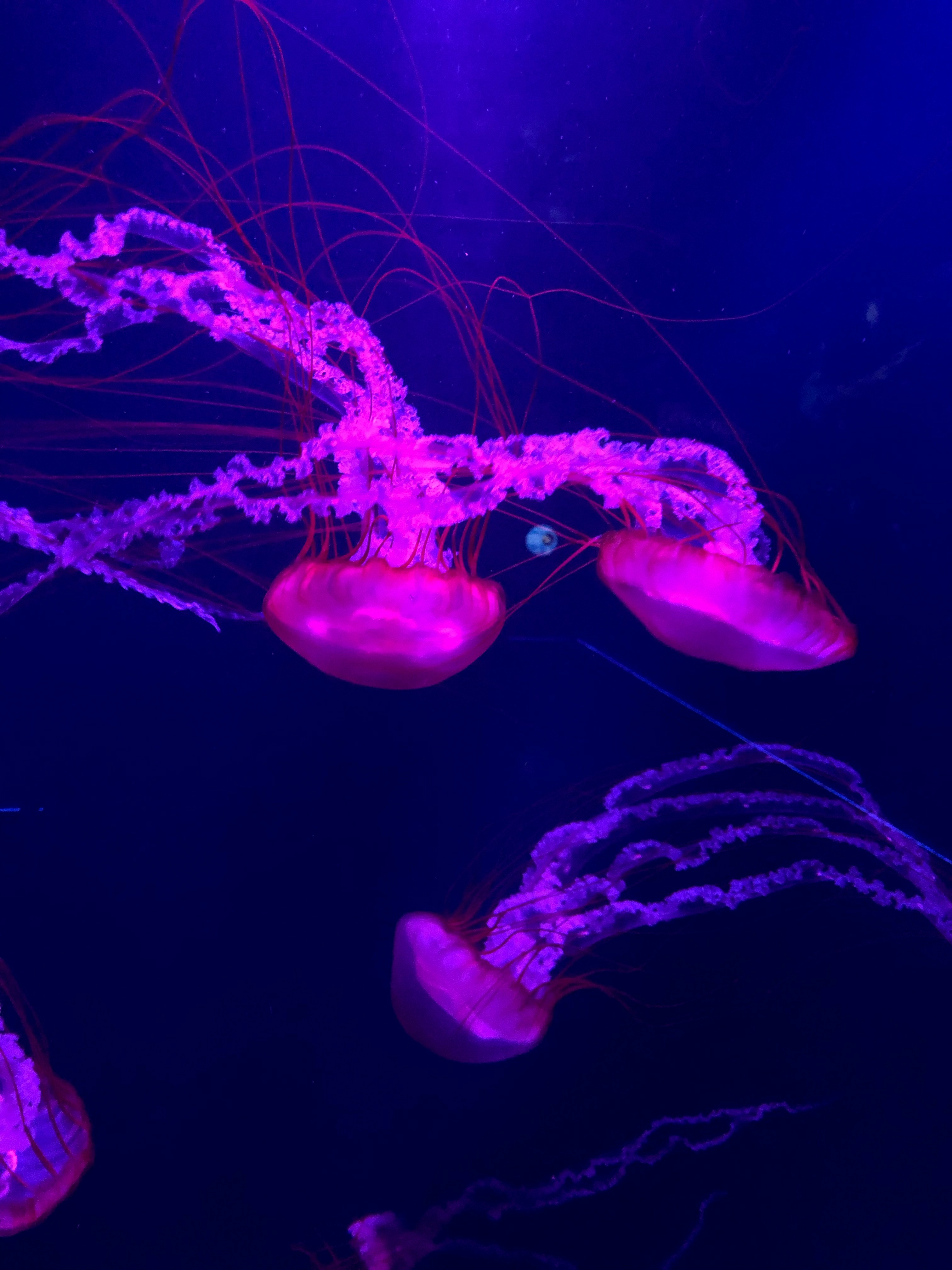 Foto Ilustración de medusa rosa – Imagen Vida marina gratis en Unsplash