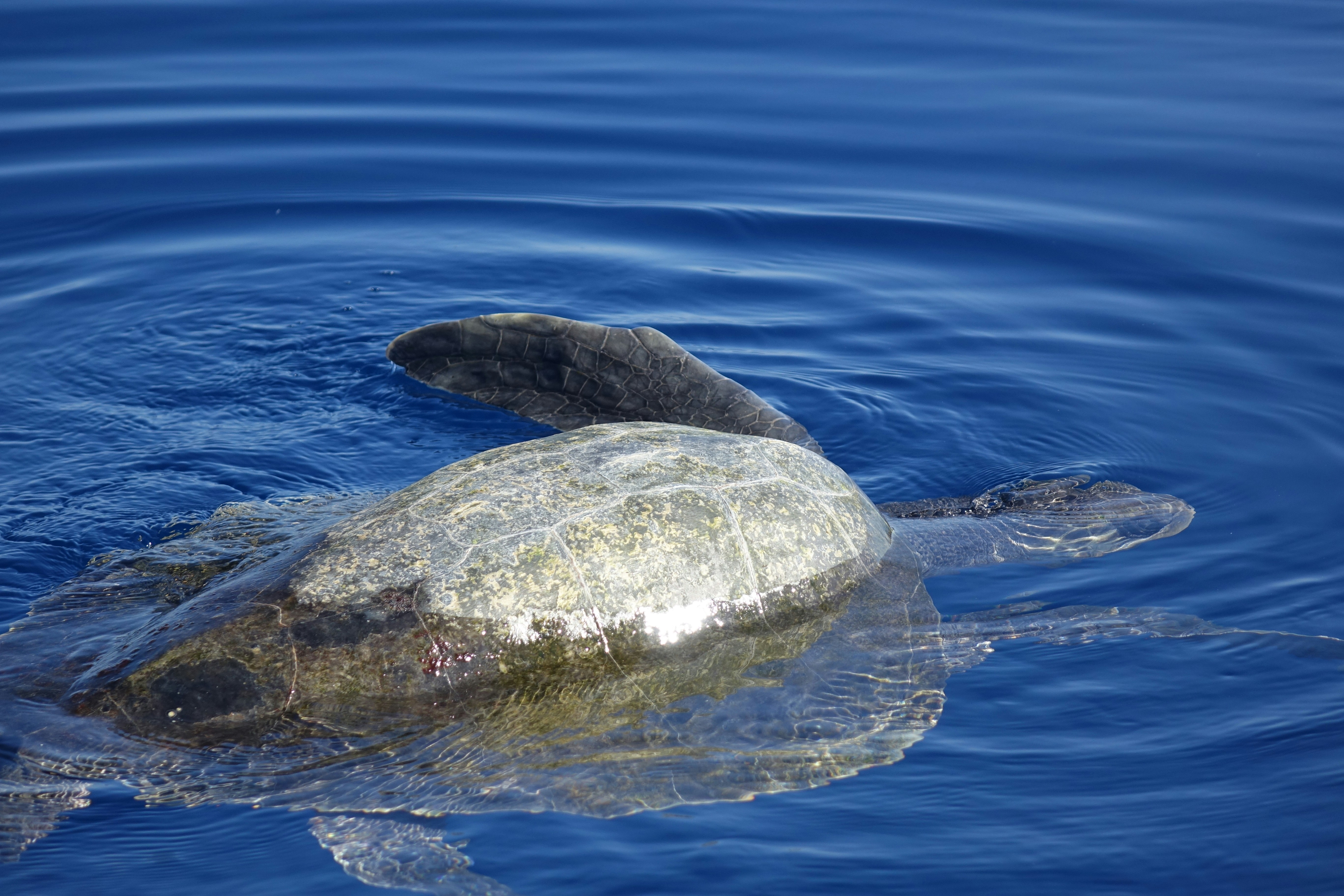 A sea turtle gracefully swimming through the calm blue waters, showcasing its intricate shell patterns and tranquil movement.