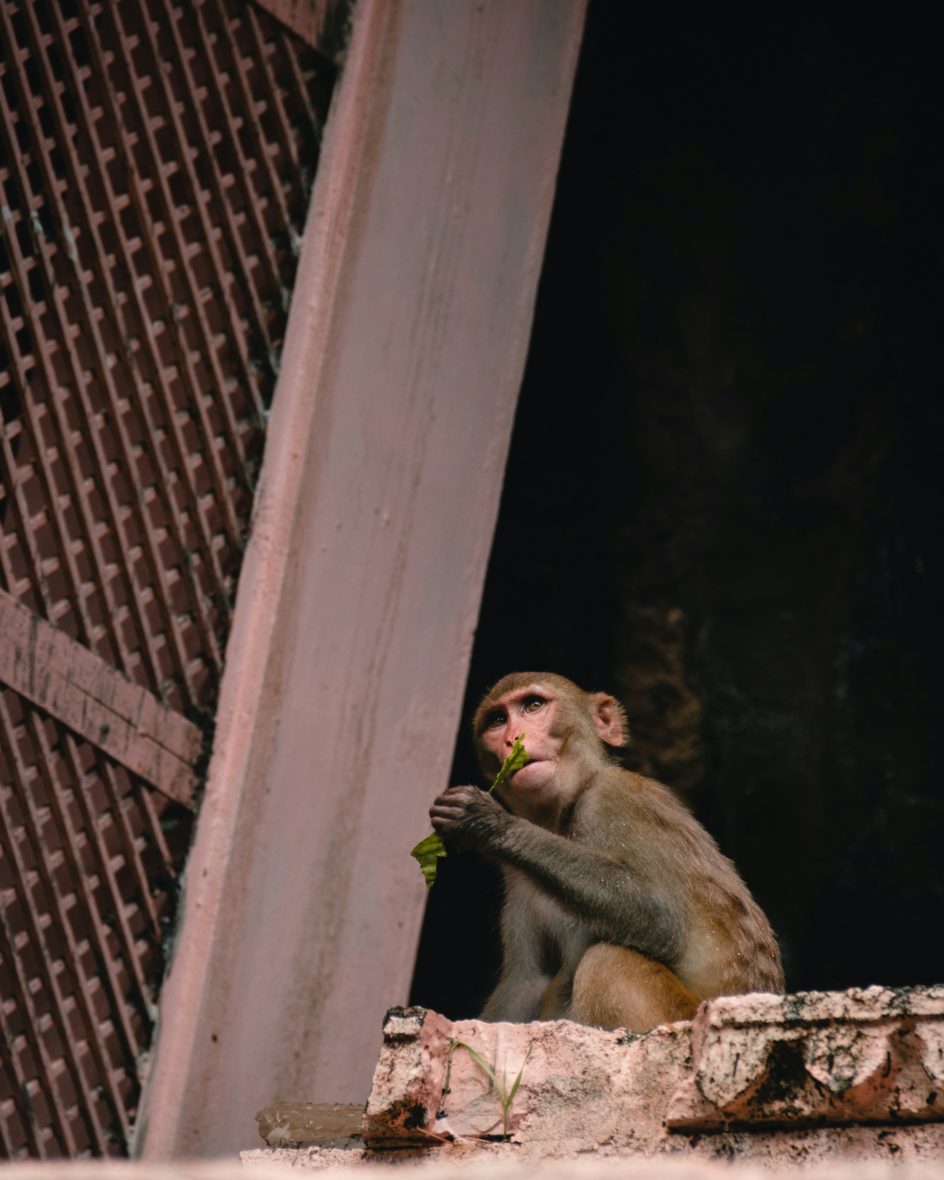 Curious Sentry: A Monkey Pauses with Leaf in a Ruined Balcony