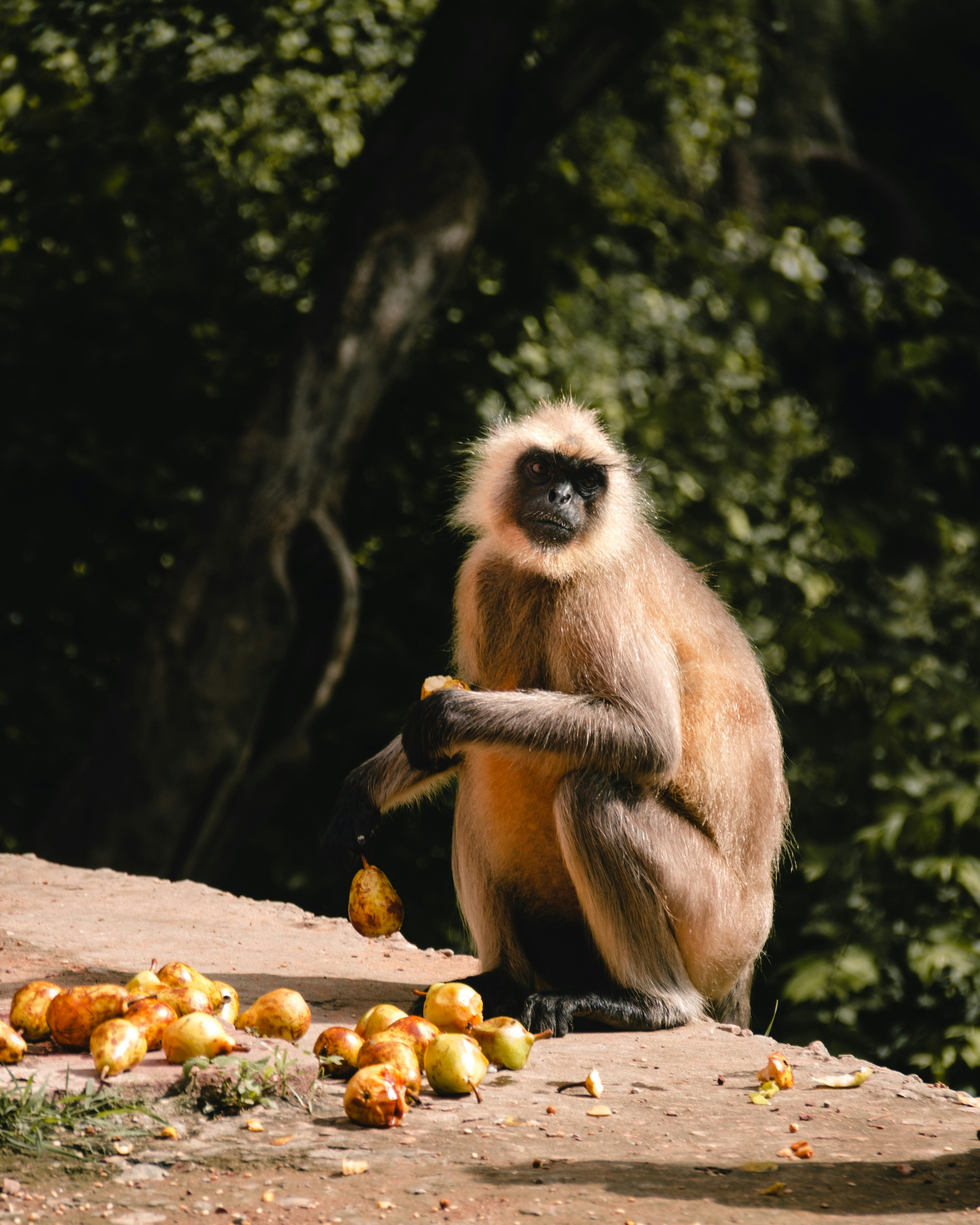 Sunlit langur at a fruit feast in a dappled jungle clearing