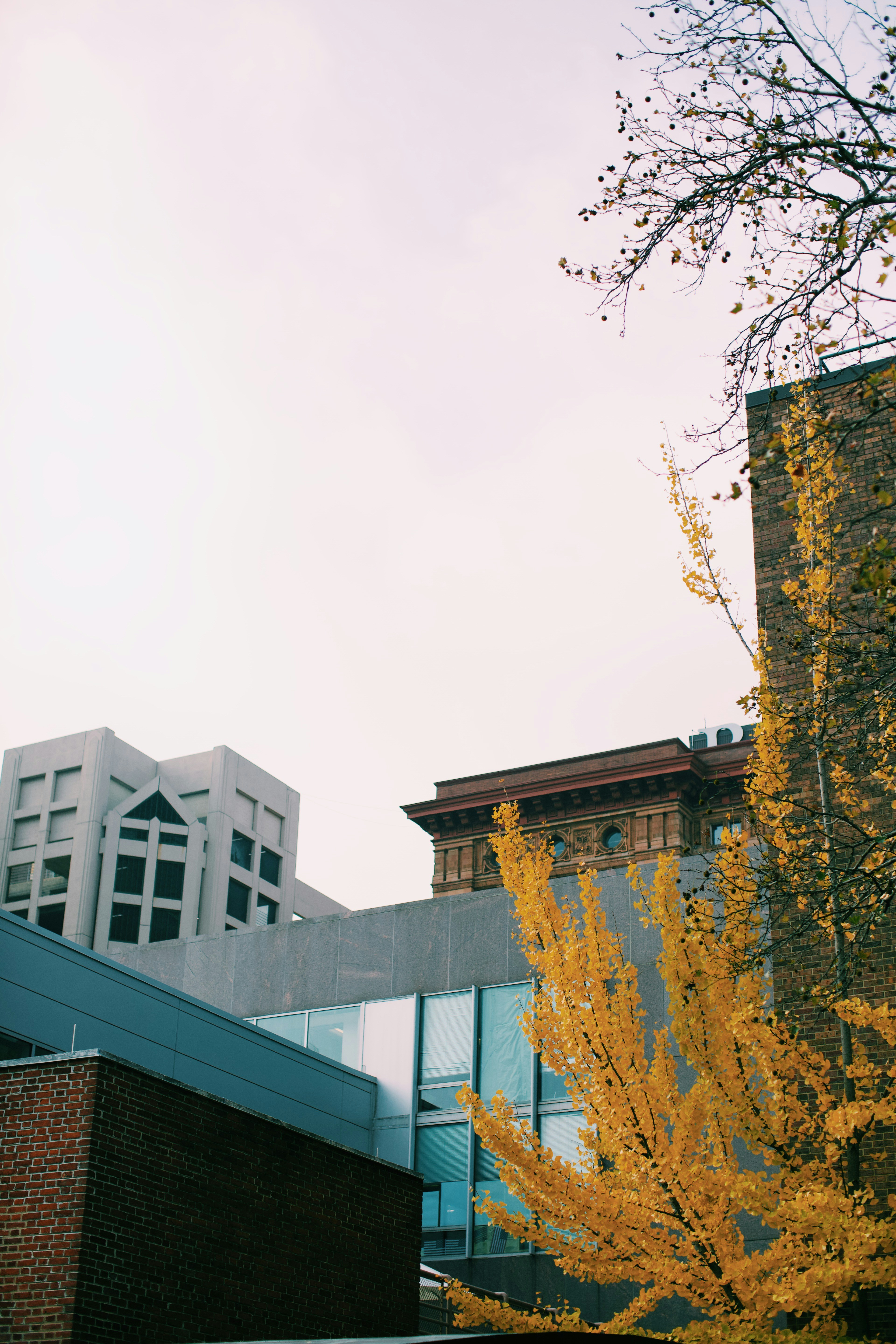 Golden Foliage Framing a Modern Cityscape
