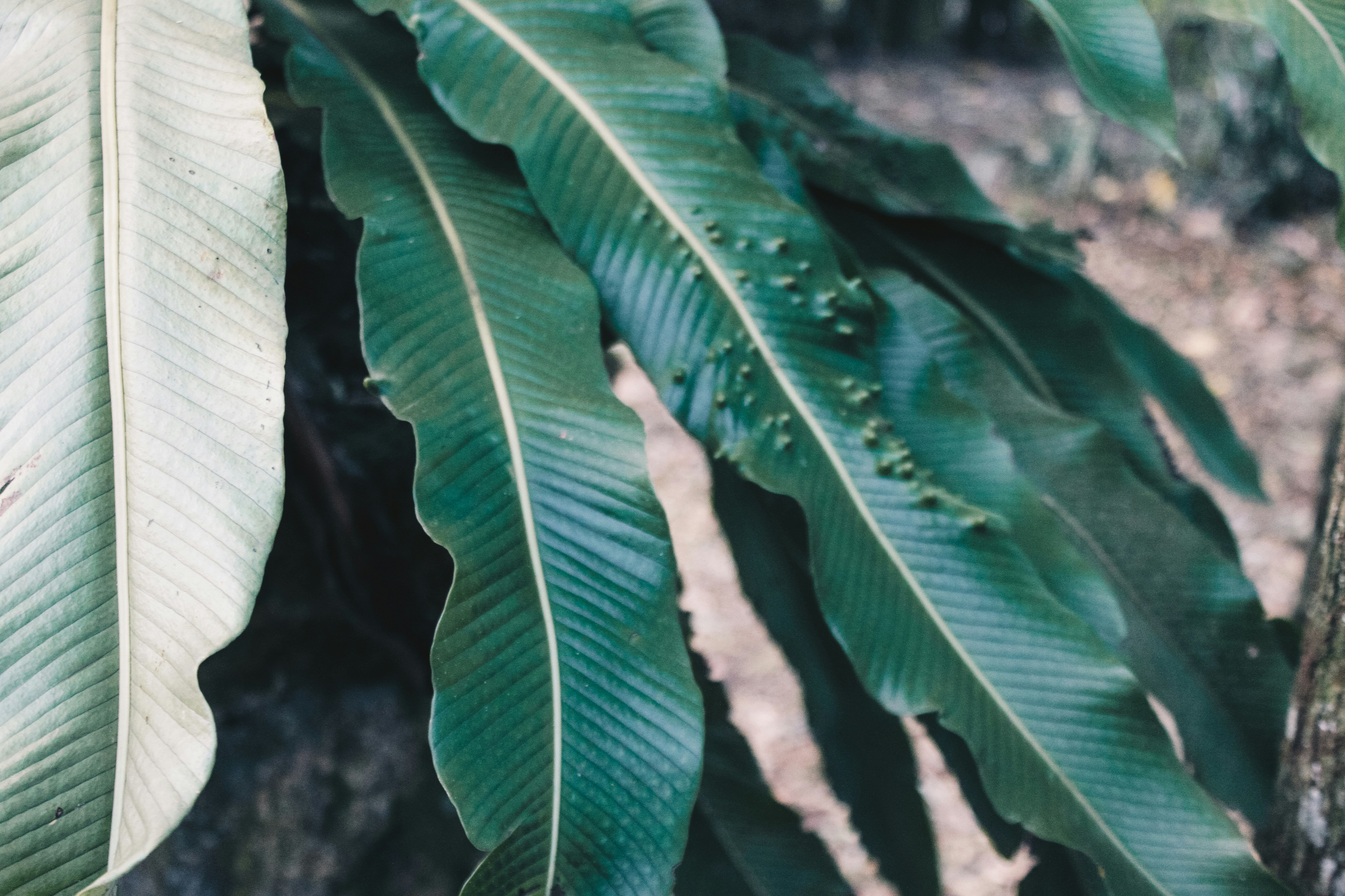 Foto Fotografía de primer plano de planta de hoja verde – Imagen Gris ...