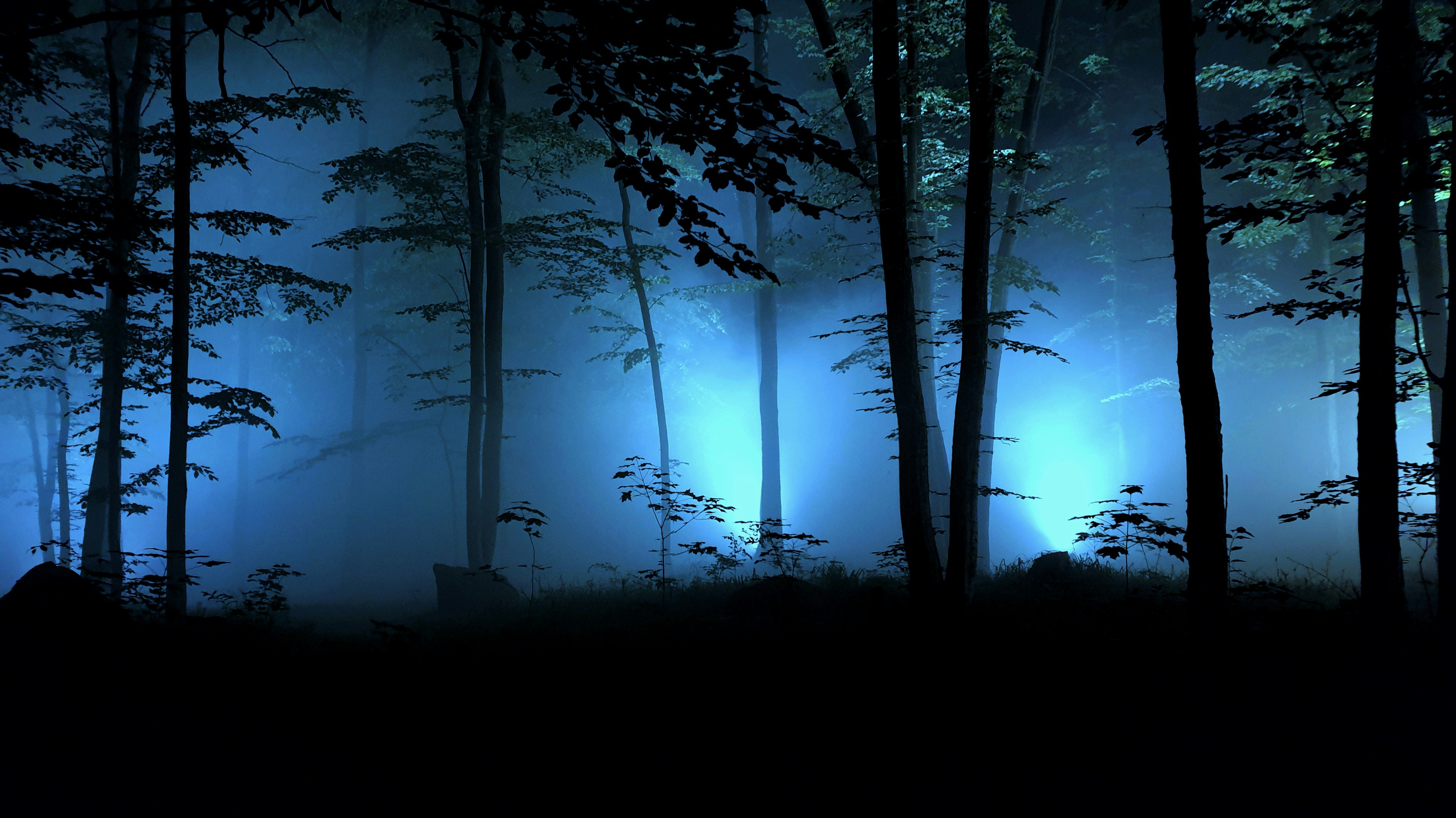 1500+ Night Forest Pictures | Download Free Images on Unsplash
