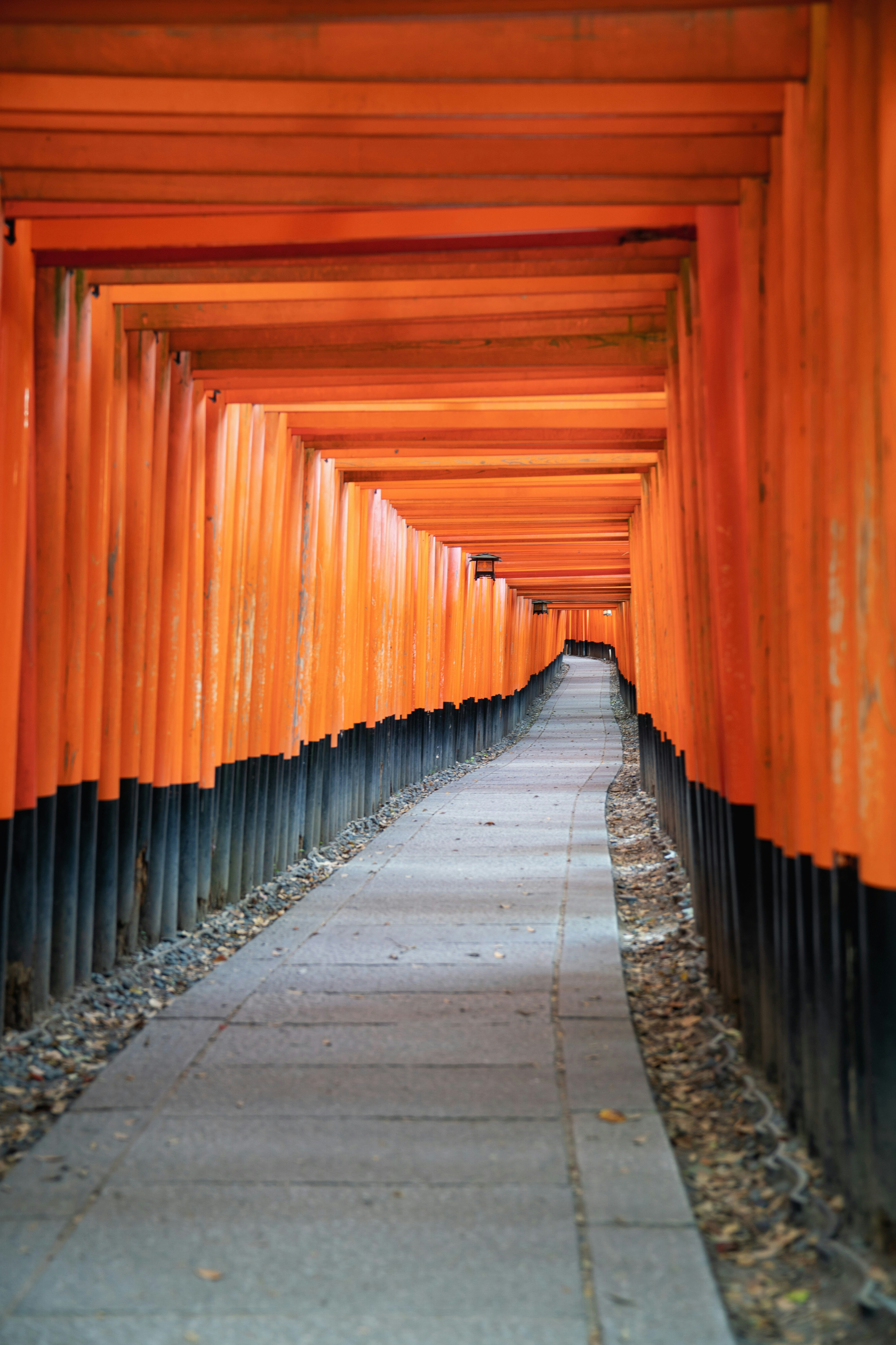 Tori gates photo – Free Japan Image on Unsplash
