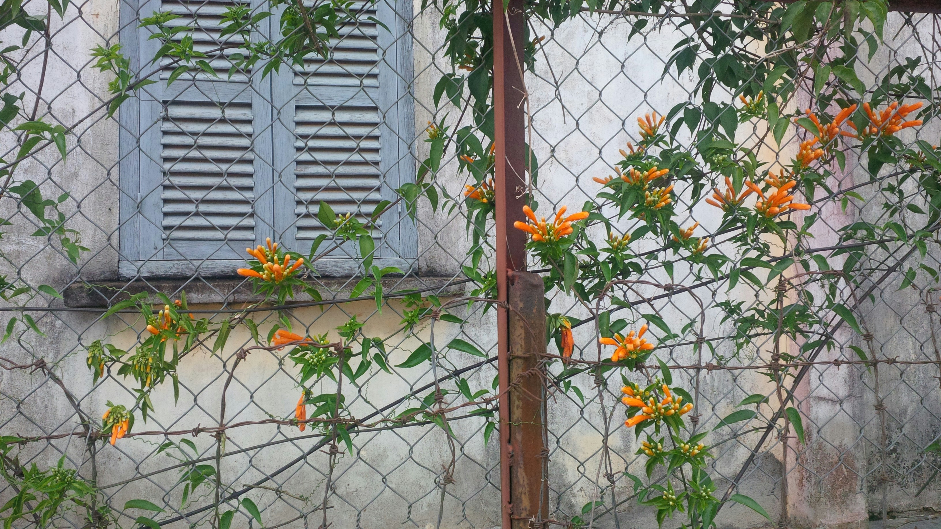 orange-petaled flowers with leaves on railings