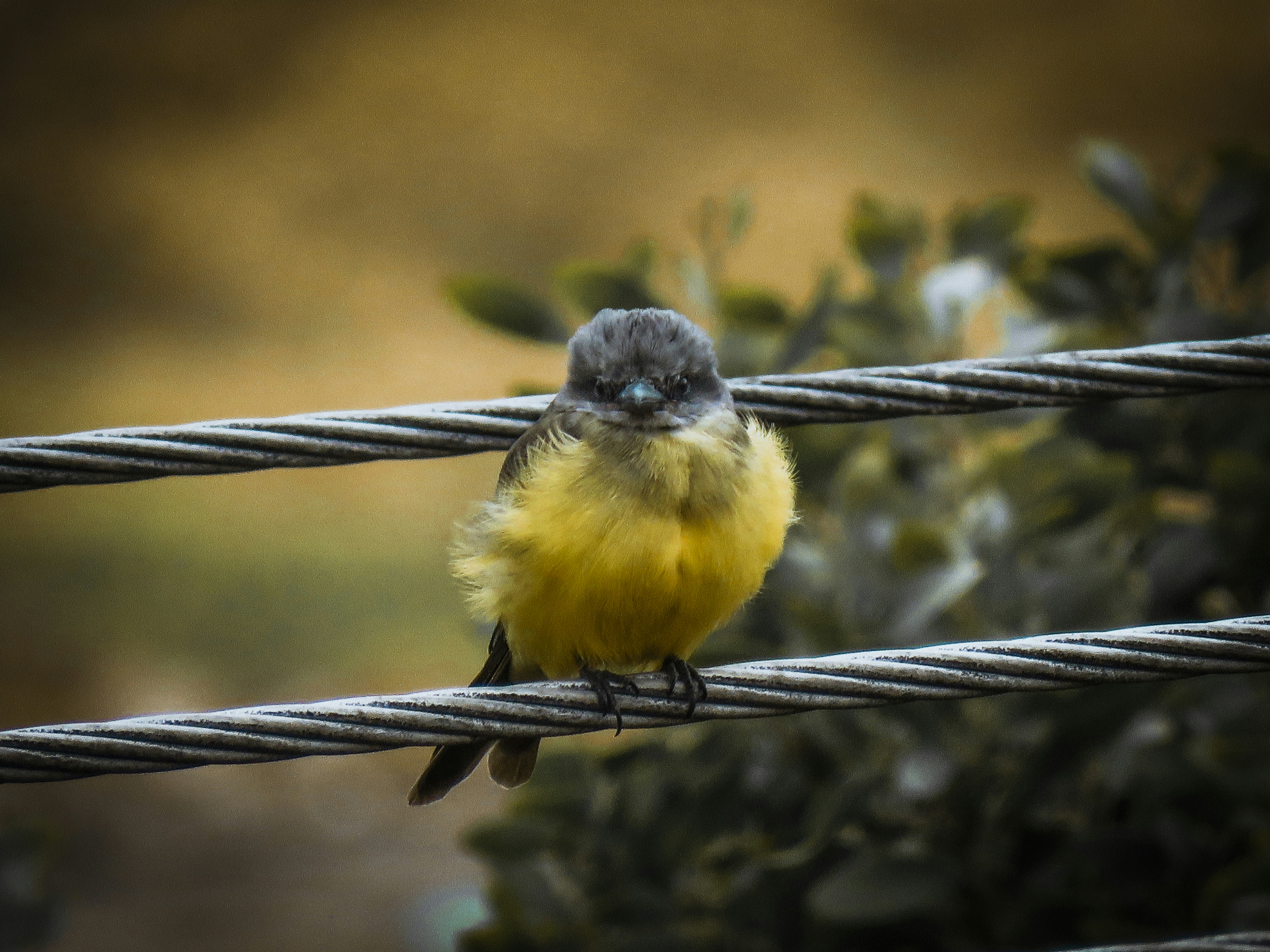 Small bird perched on a wire, showcasing vibrant yellow plumage against a blurred background of foliage. The bird's curious gaze adds personality to the scene.