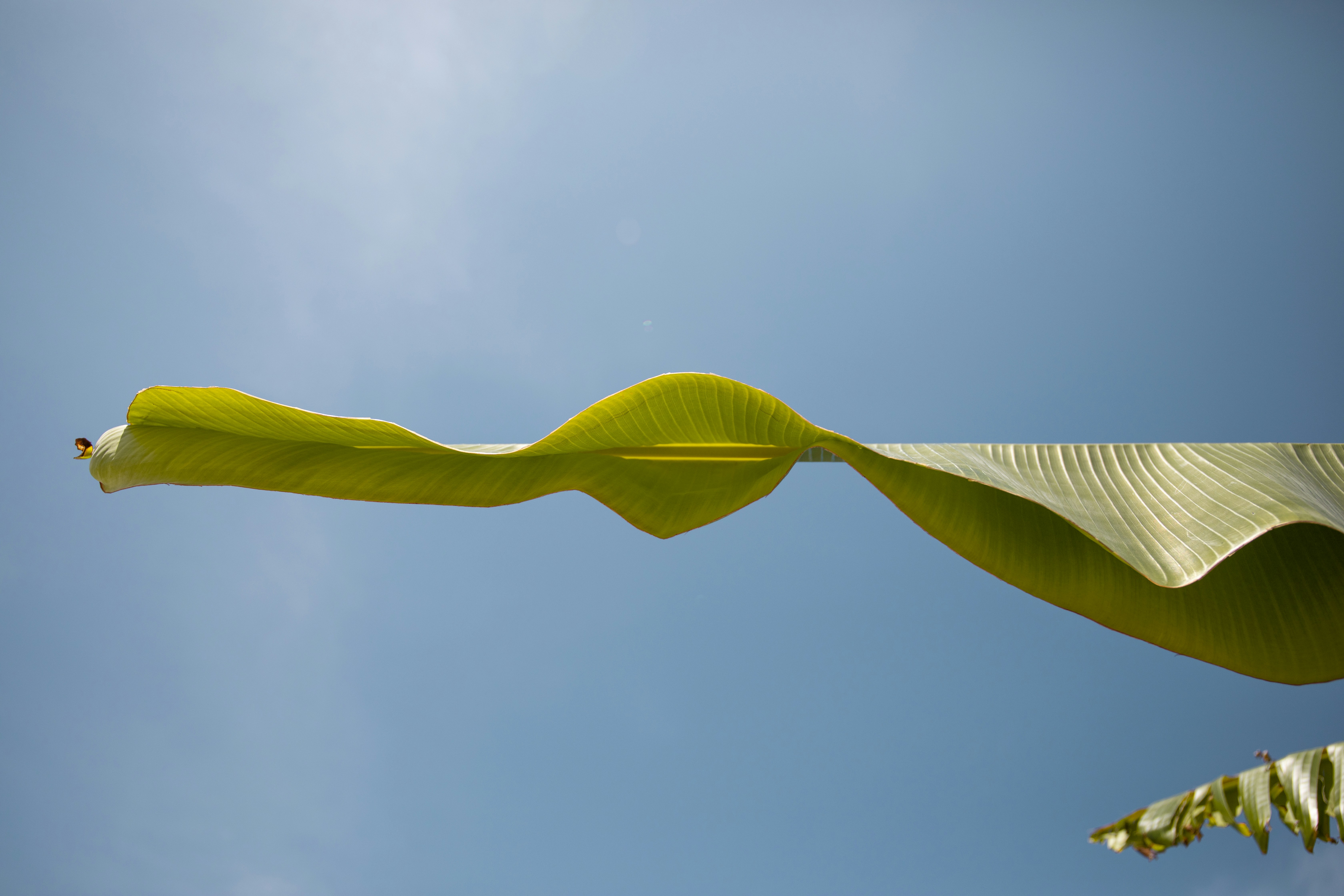 Arched Banana Leaf Across a Cerulean Sky
