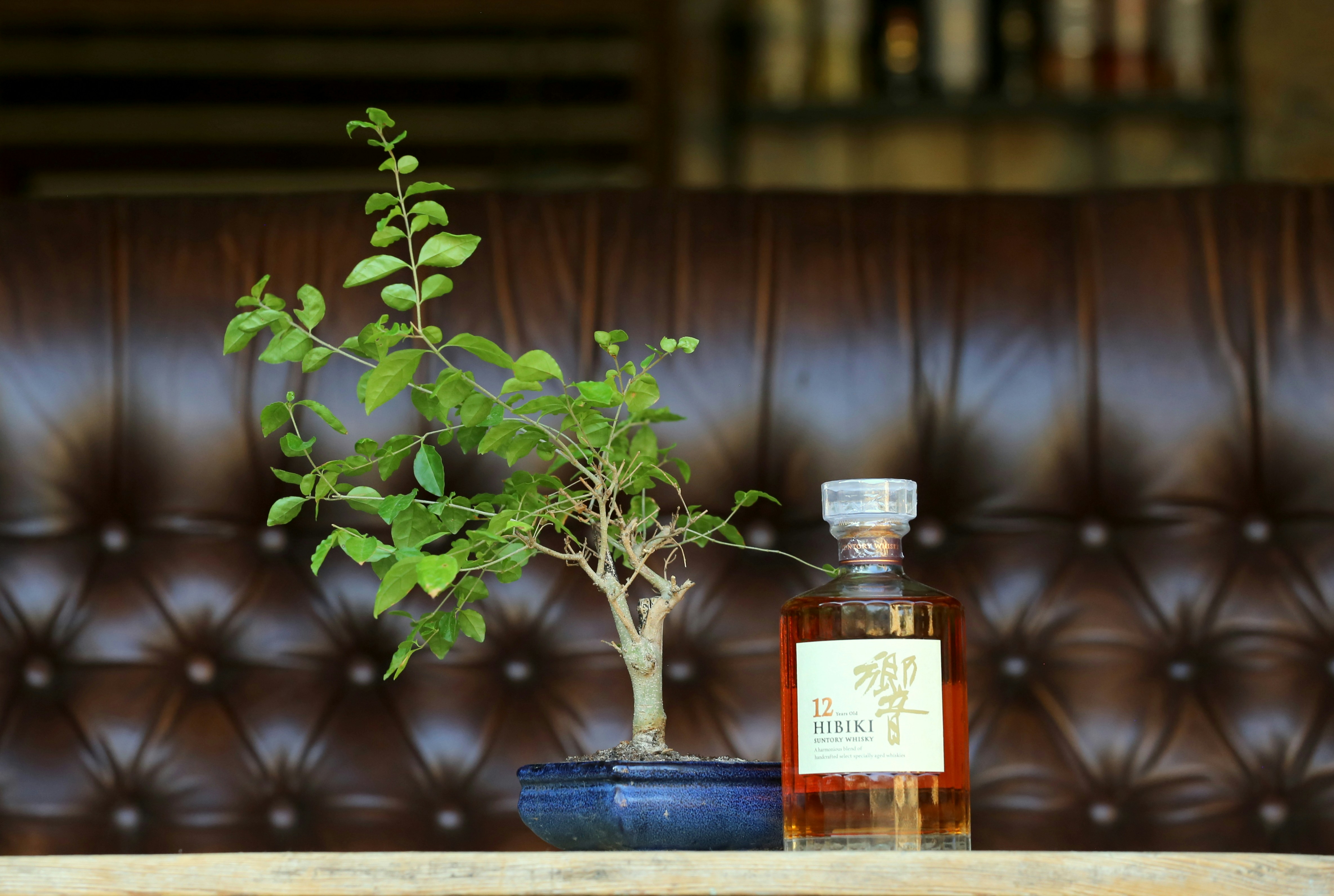 Verdant Duo on Leather: A Bonsai and Hibiki in Quiet Focus