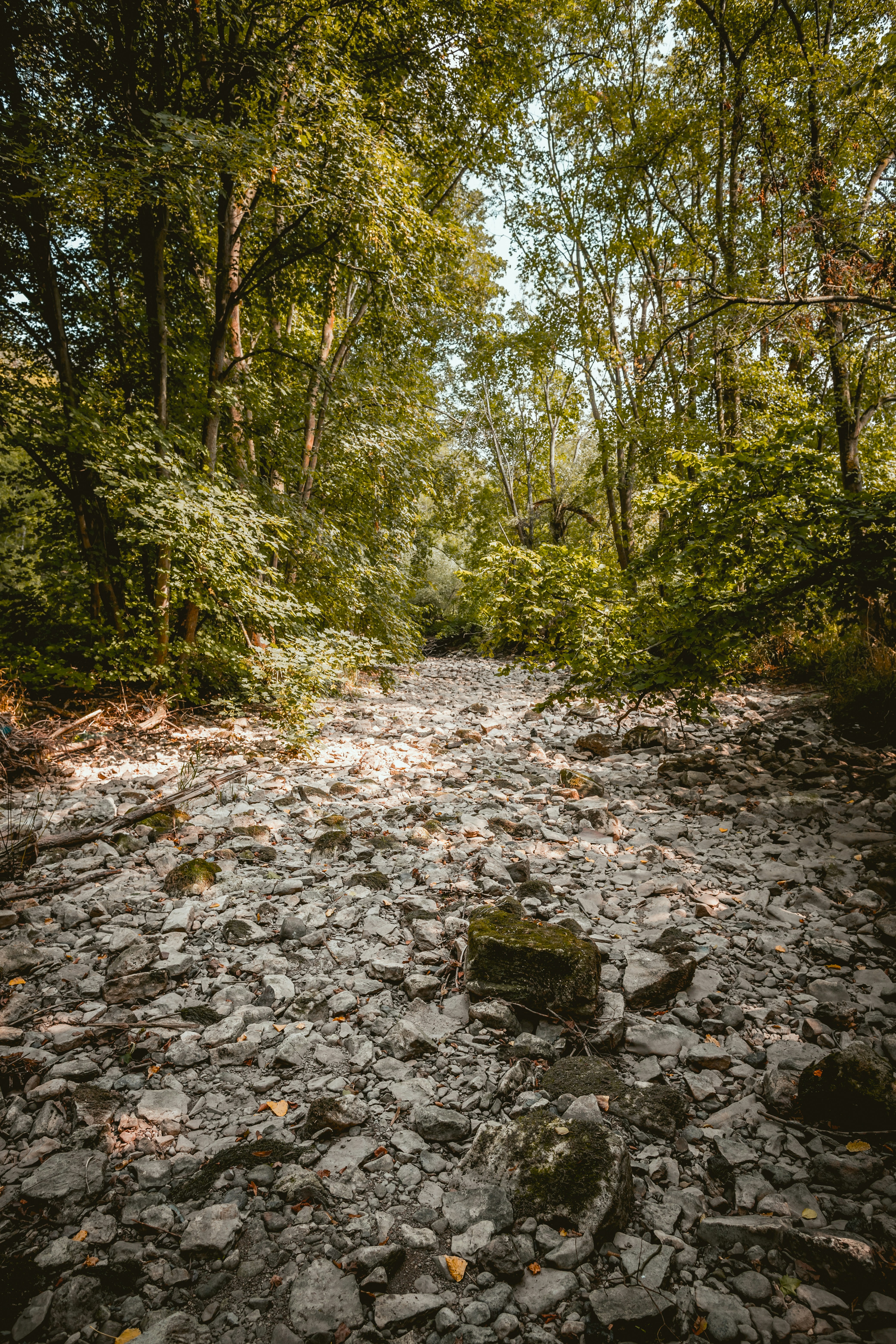 gray path surrounded with green-leaved trees photo – Free Green Image ...