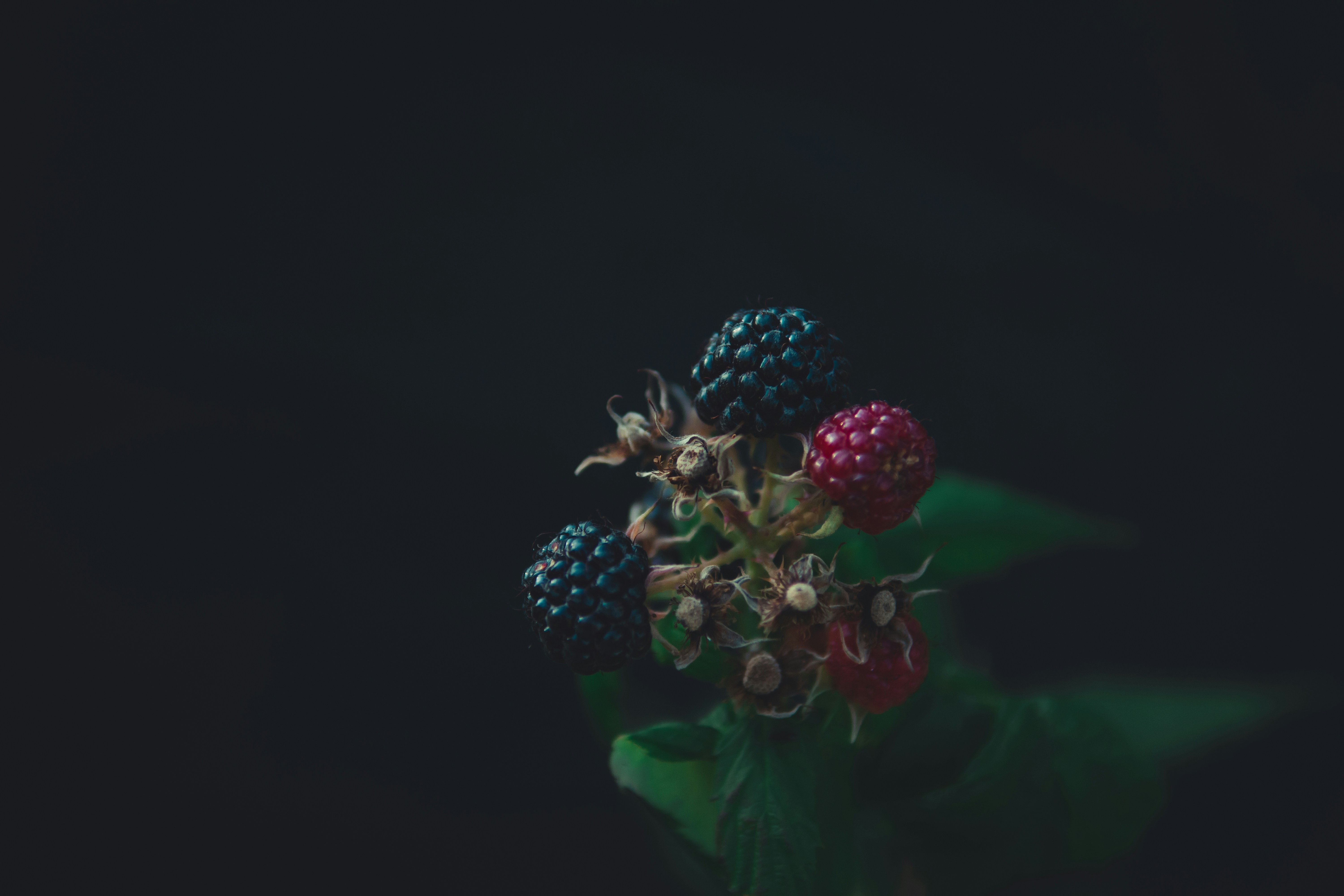 Noir Spotlight: A Delicate Berry Ensemble in Shadow