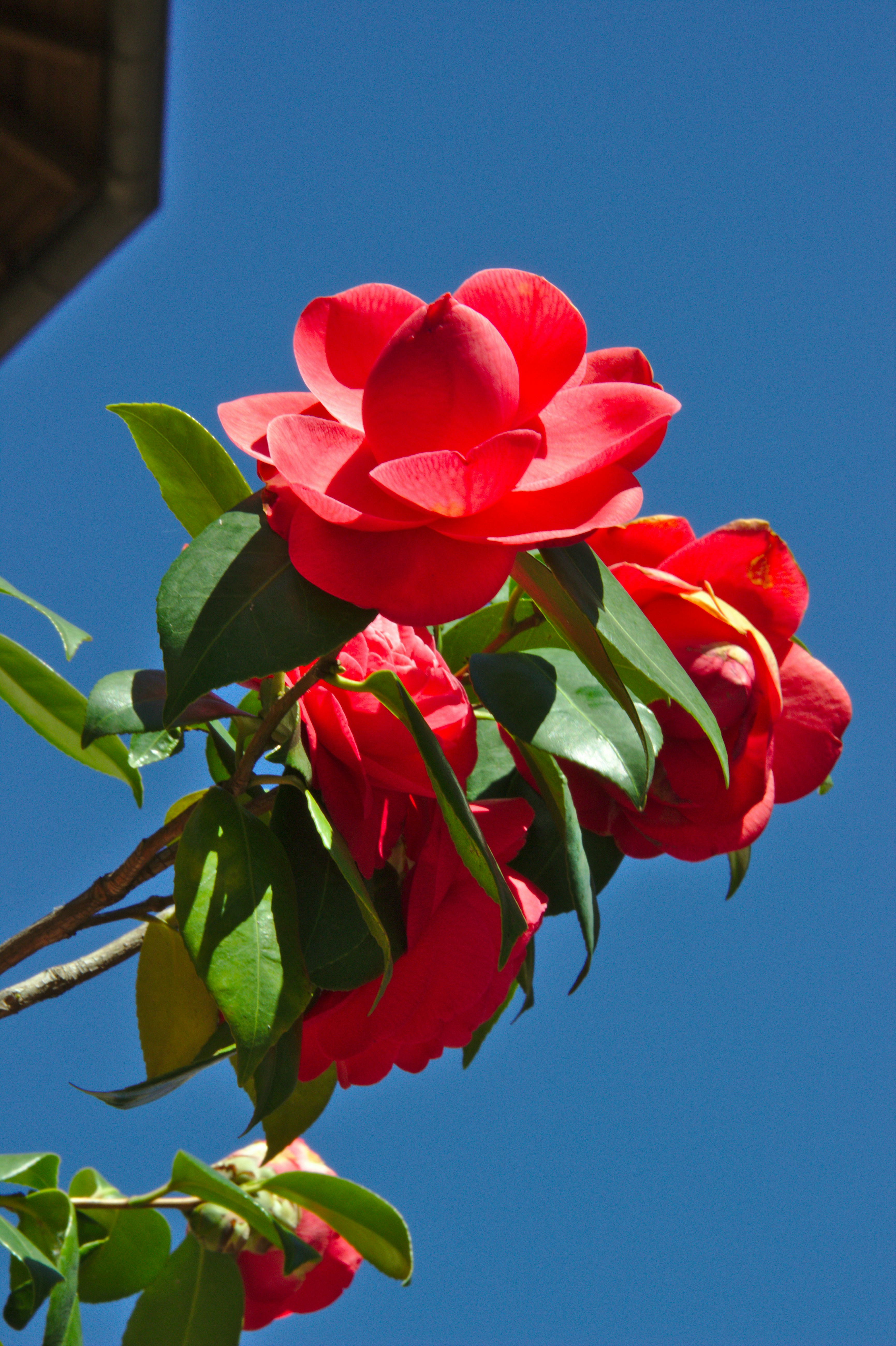 Red Camellias Reaching Toward a Bold Blue Sky