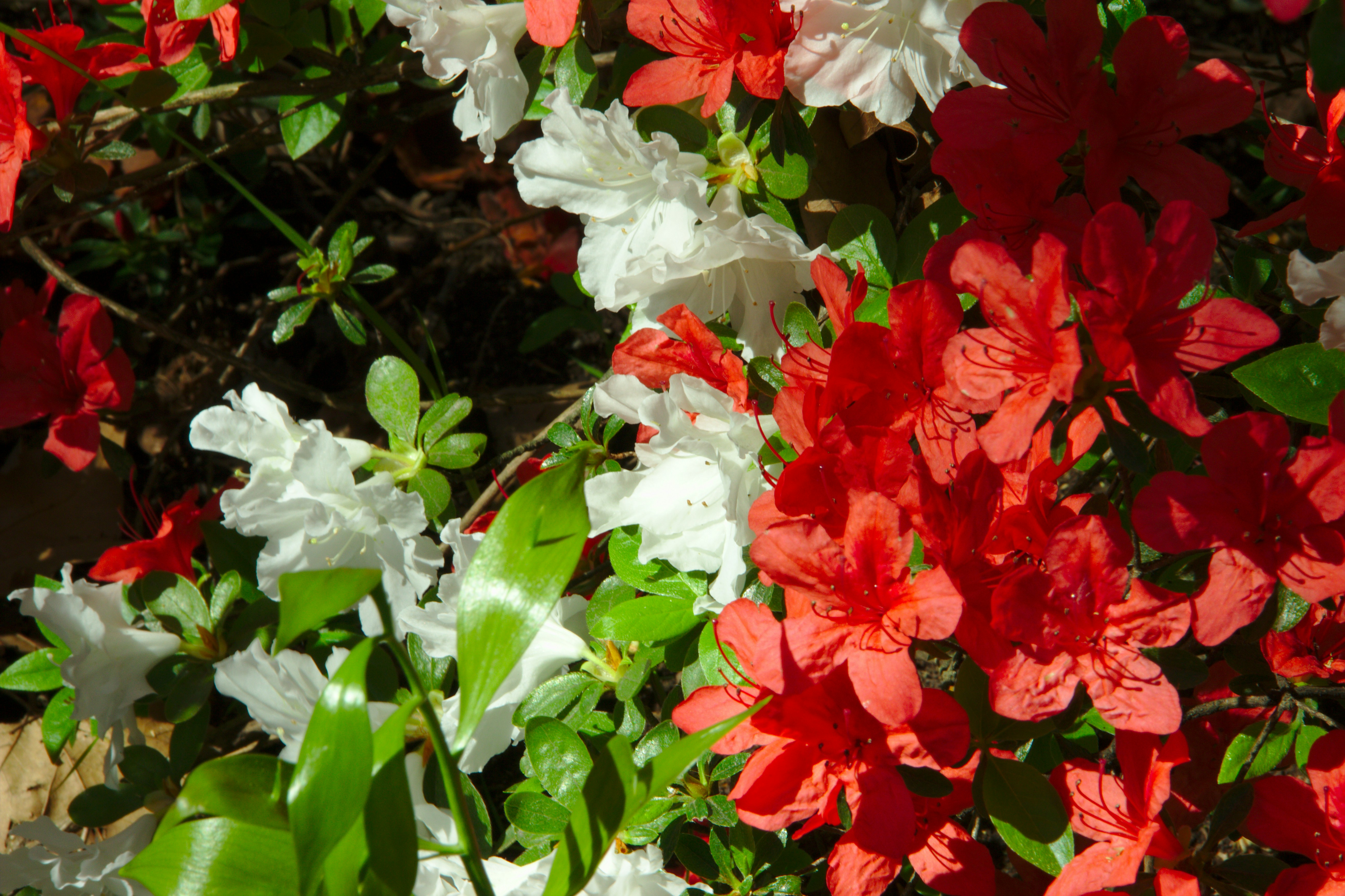 Vibrant clusters of red, white, and pink azaleas intermingling in a lush garden setting.