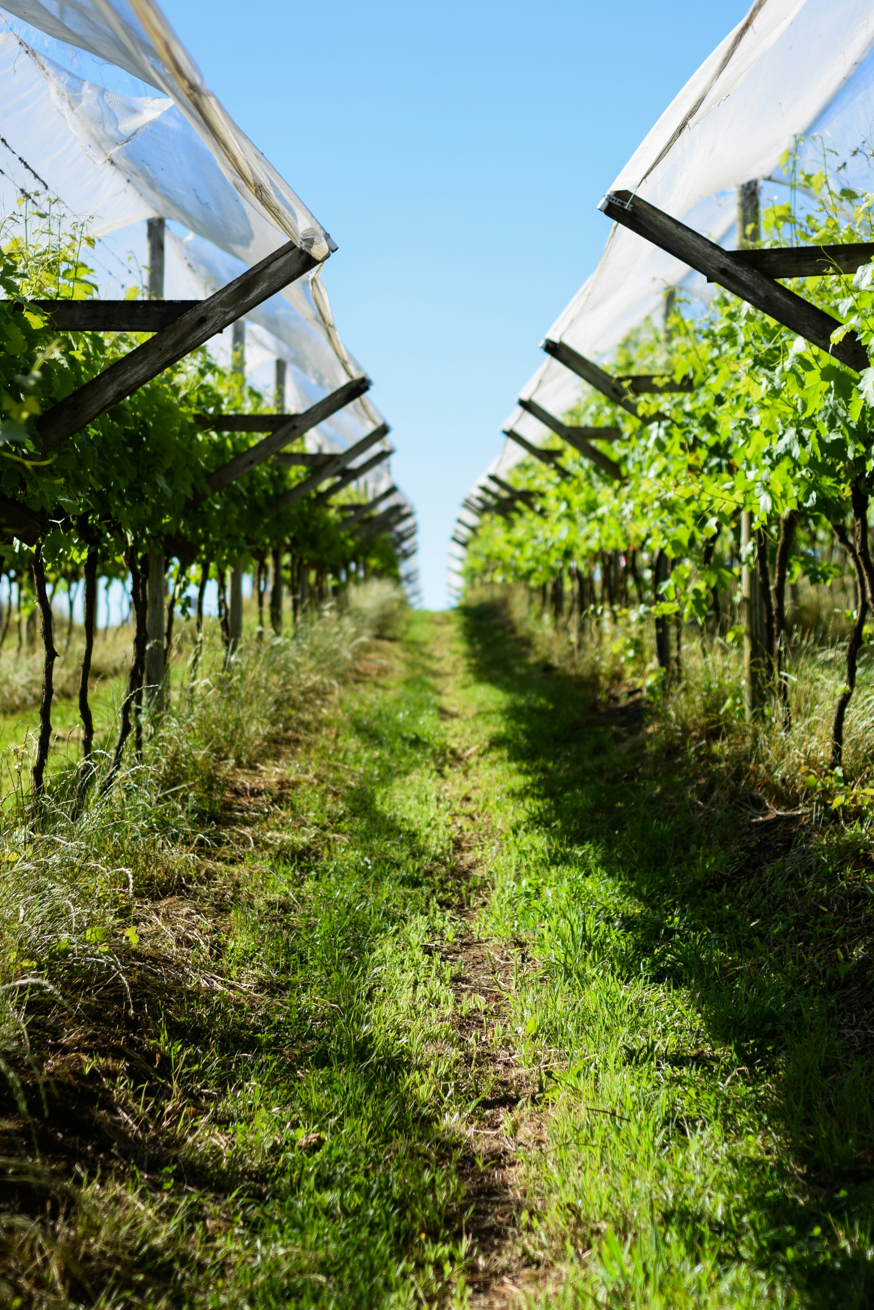 Lush green vines line a narrow path in a vineyard, framed by protective coverings against the sky. The scene invites exploration.