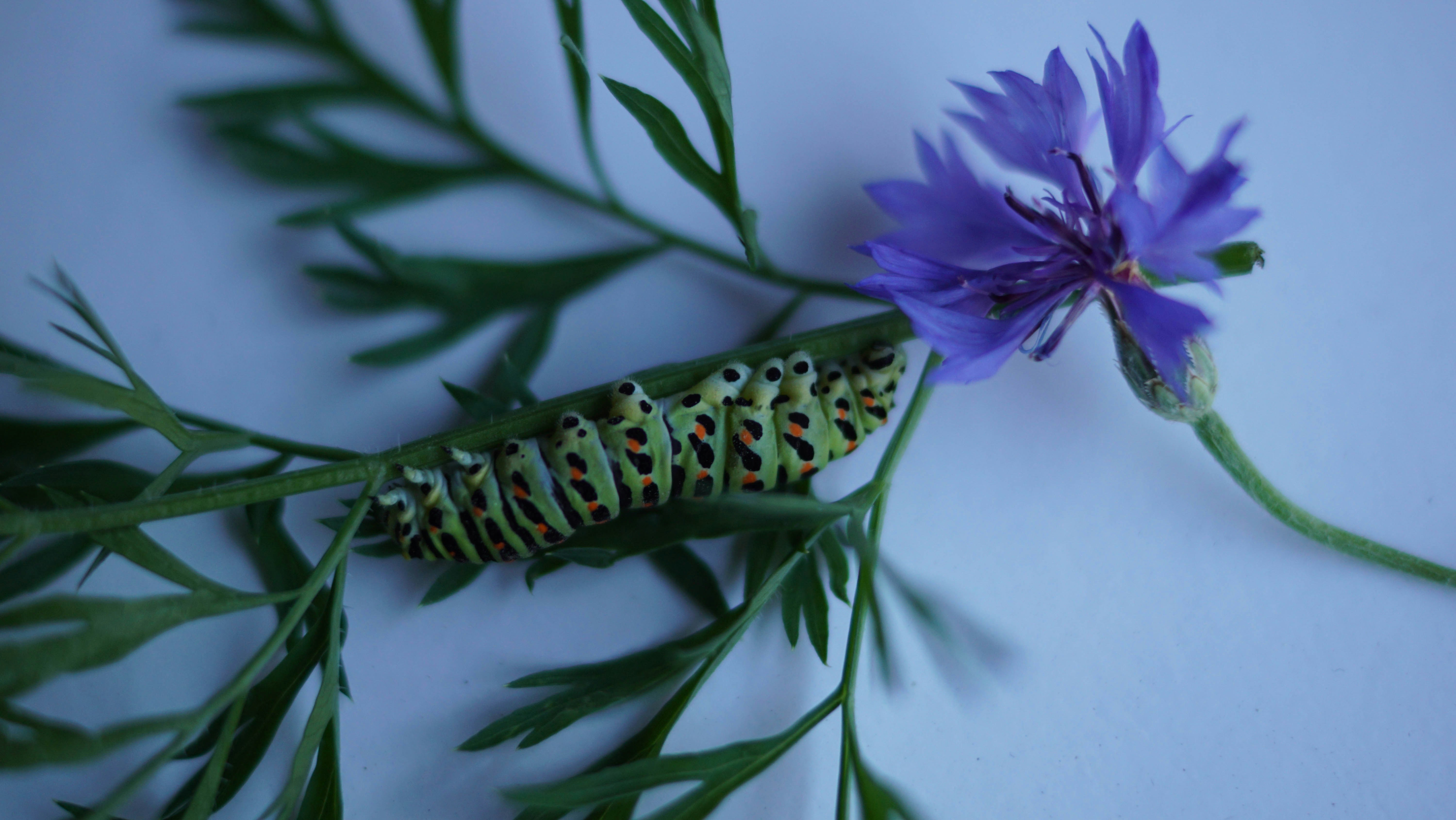 Emerald Caterpillar on a Violet Petal Amid Feathery Foliage