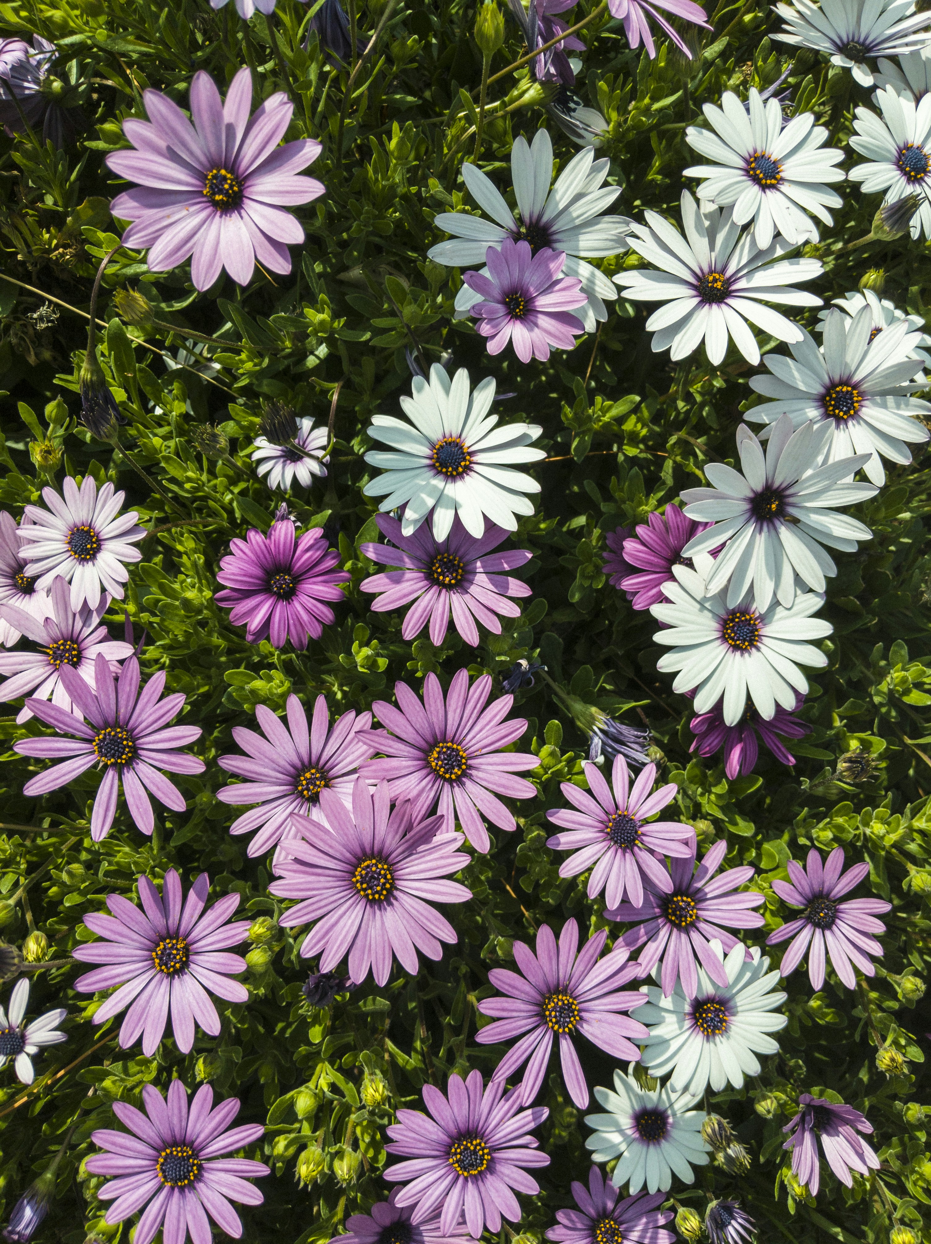 Daisys Pictures | Download Free Images on Unsplash