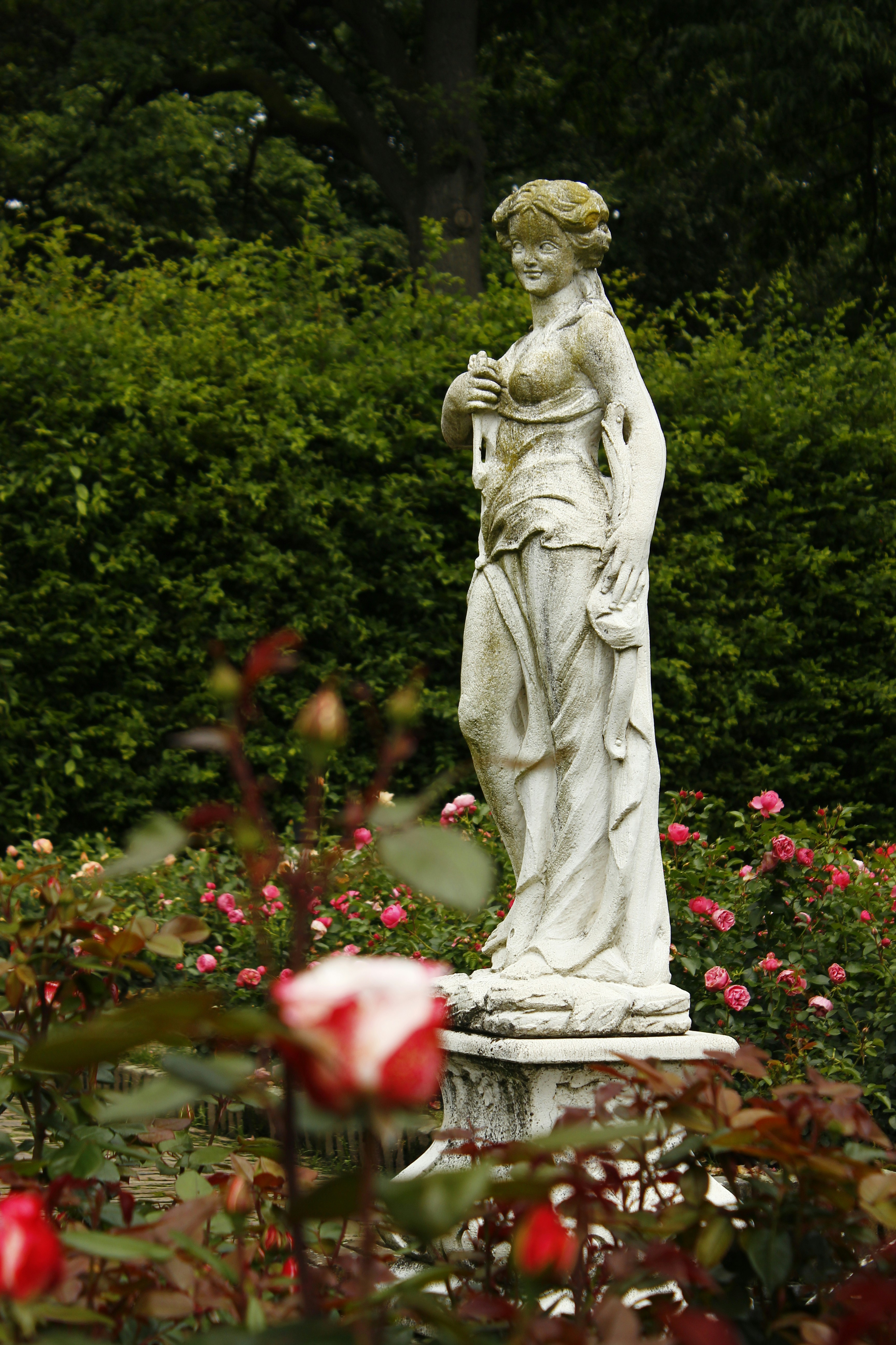 A marble statue of a woman stands gracefully in a garden, surrounded by blooming roses in various shades. The vibrant flowers contrast beautifully with the statue's serene presence.