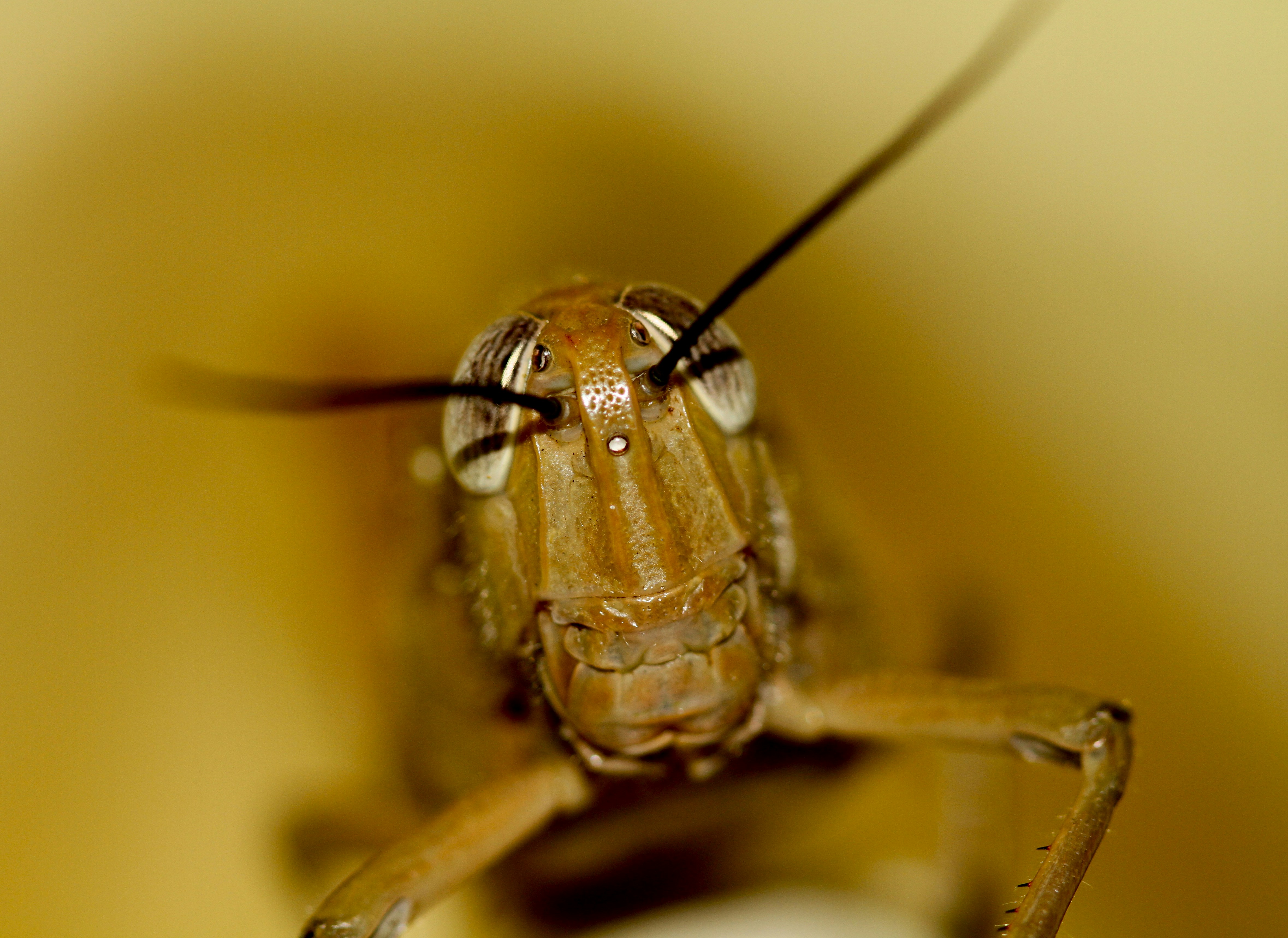 Close-up of a grasshopper showcasing its detailed facial features and antennae against a soft, blurred background.