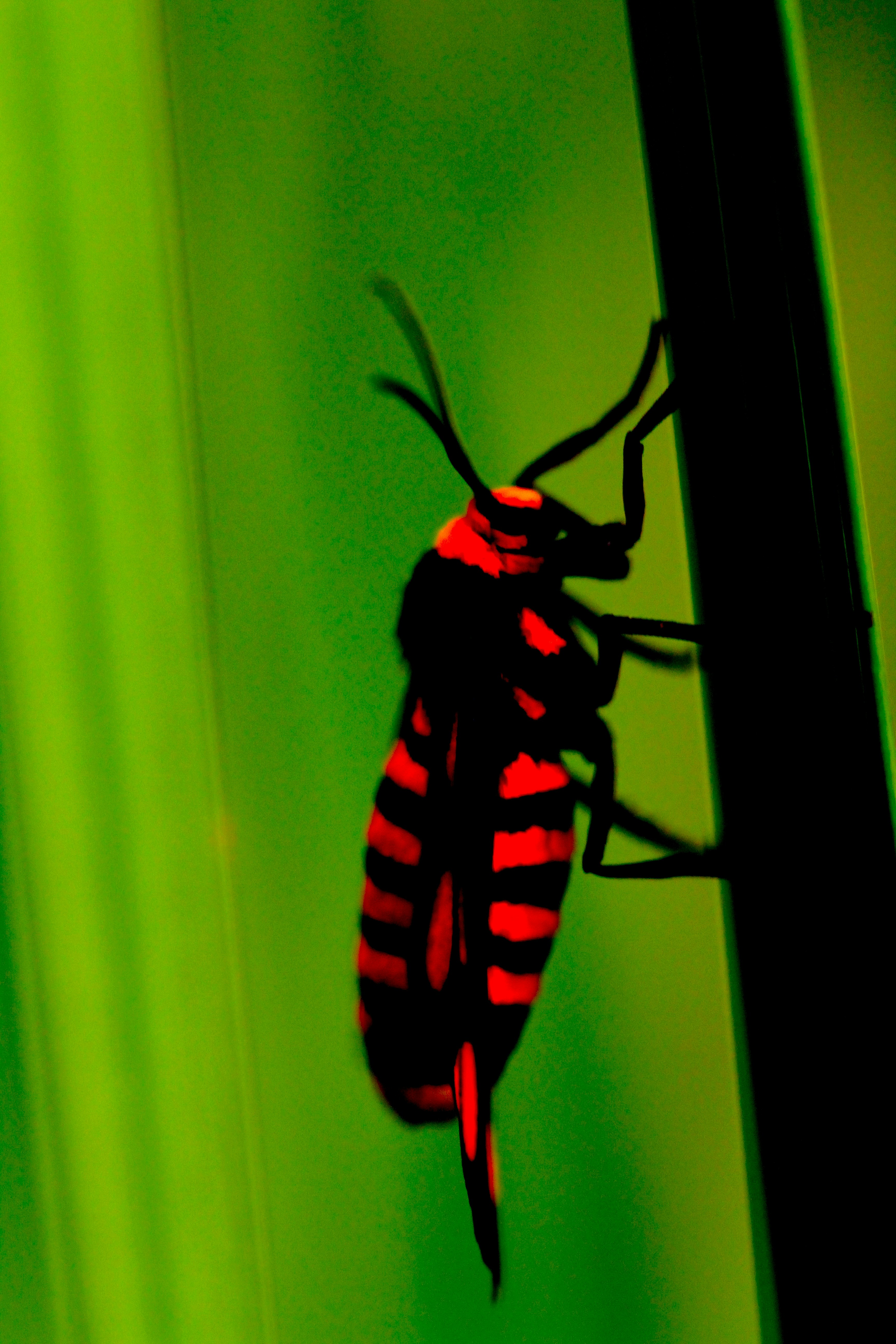 Black and orange flying insect photo – Free Andrena Image on Unsplash