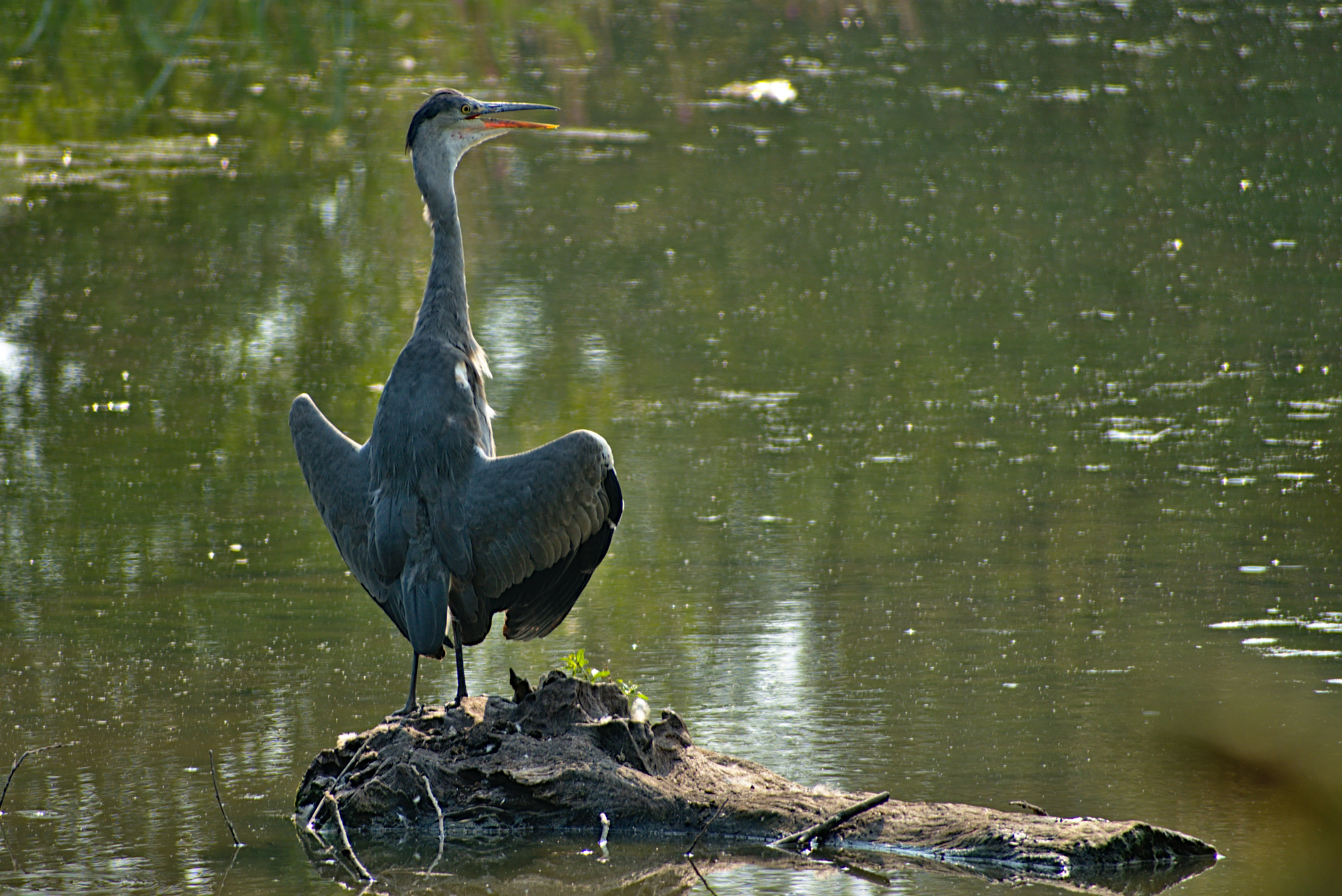 A heron stands gracefully on a log in still waters, showcasing its elegant posture amidst a tranquil environment.