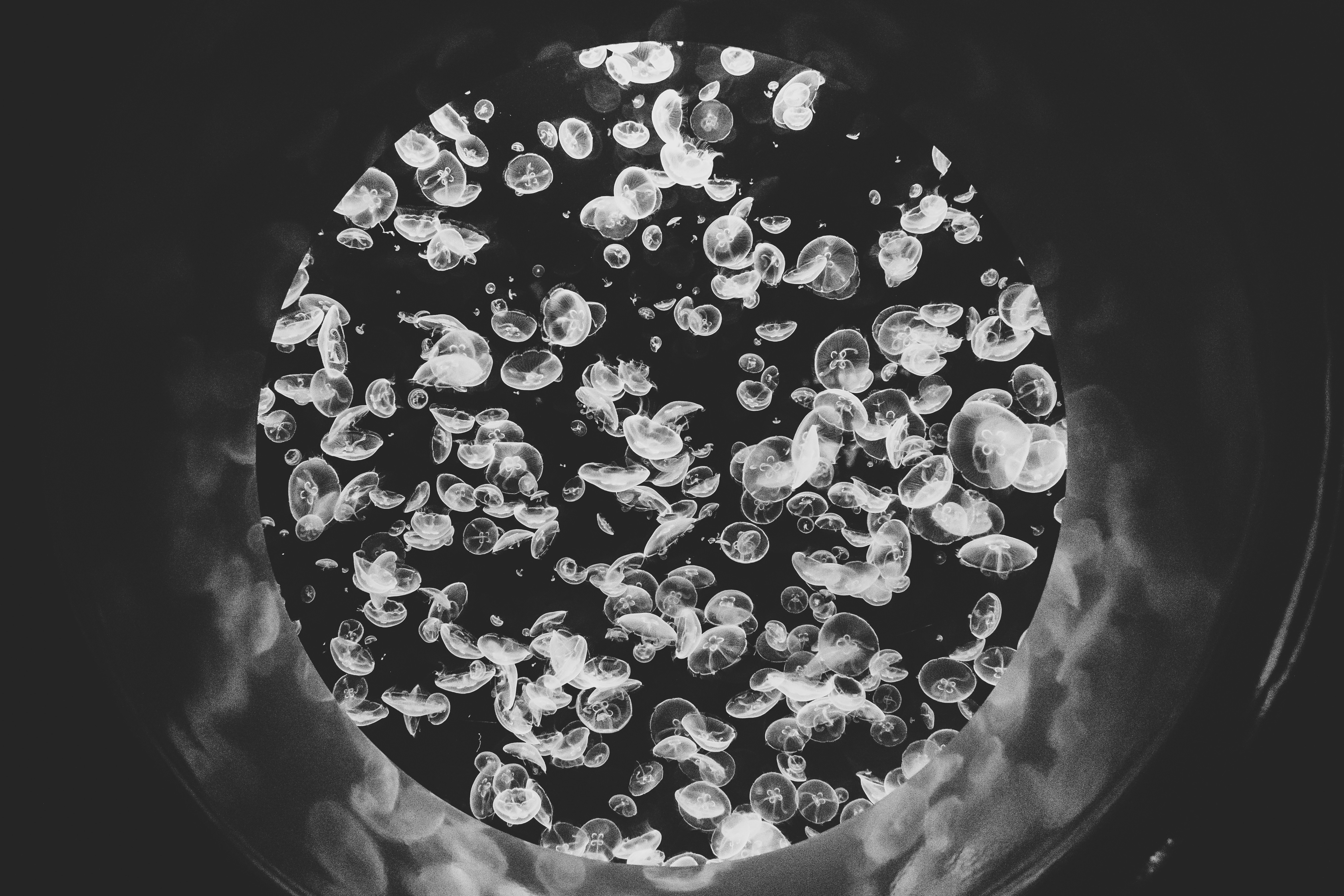 Luminous Orbs in a Circular Cavity