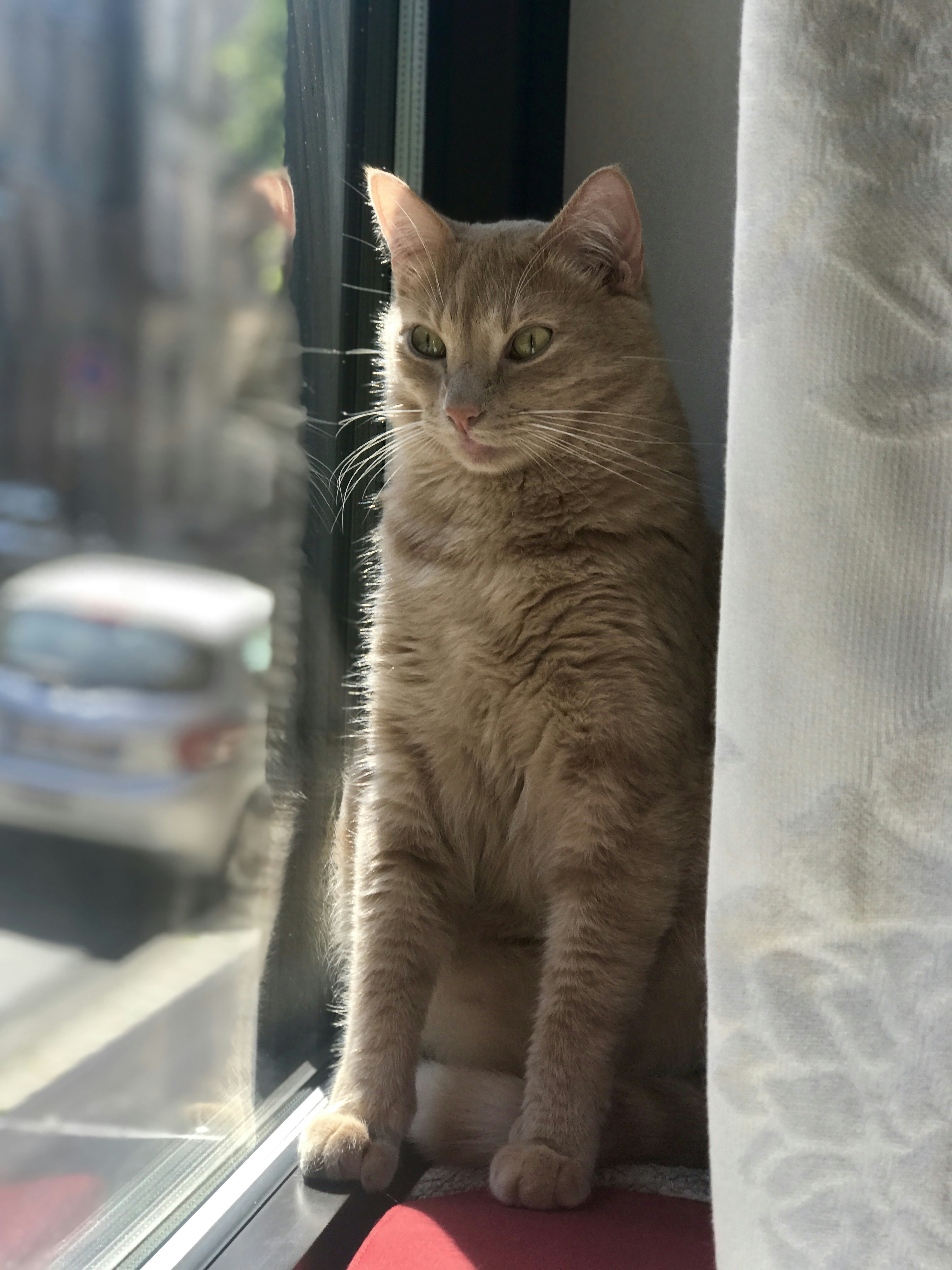 A ginger cat perched on a windowsill, gazing thoughtfully outside, illuminated by warm sunlight. The soft texture of its fur contrasts with the bright background.