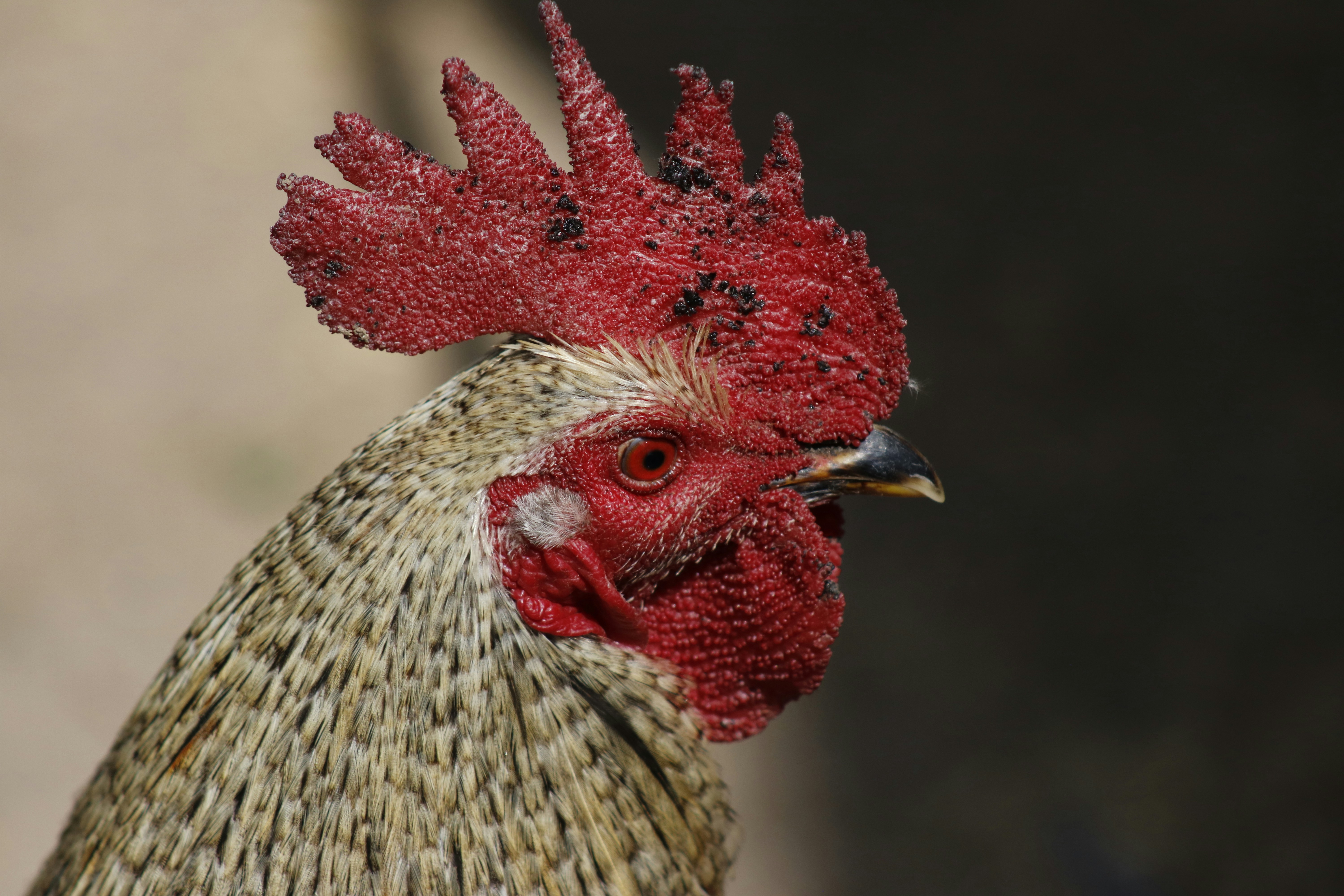Définition de gallo | Dictionnaire français