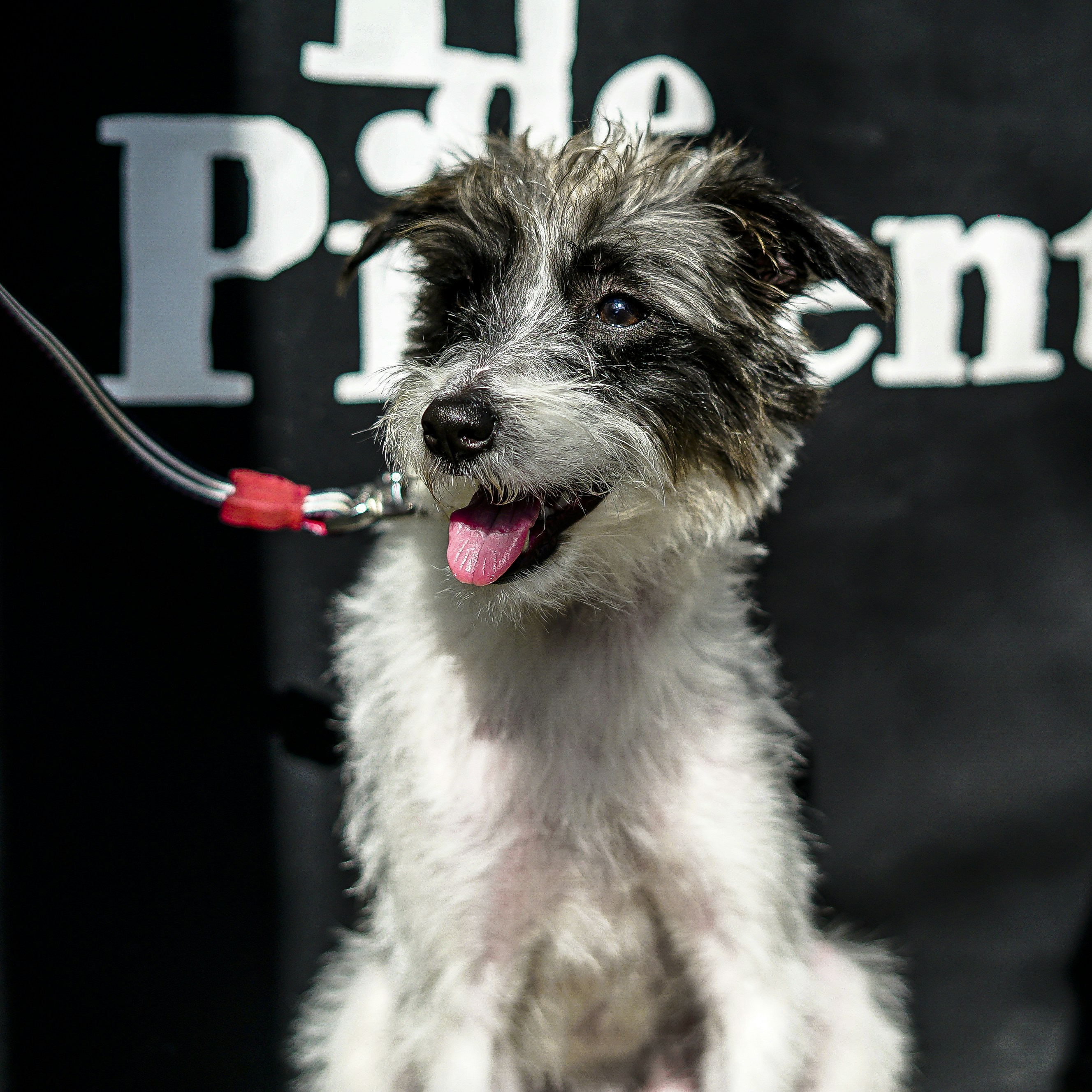 Leashed Scruffball under High-Contrast Signage: A Terrier Portrait