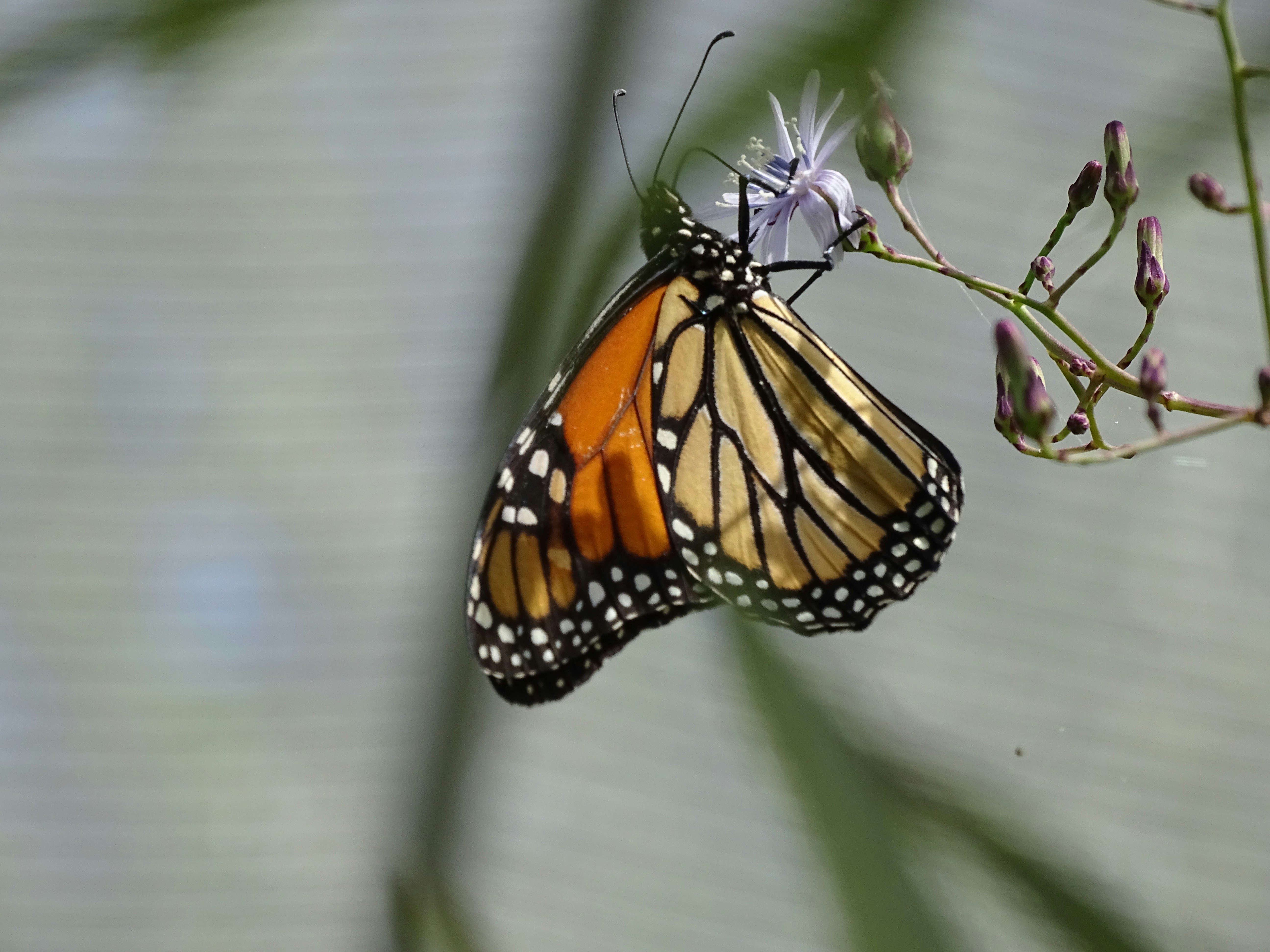 Monarch in Violet Light: Wings at a Quiet Garden Bloom