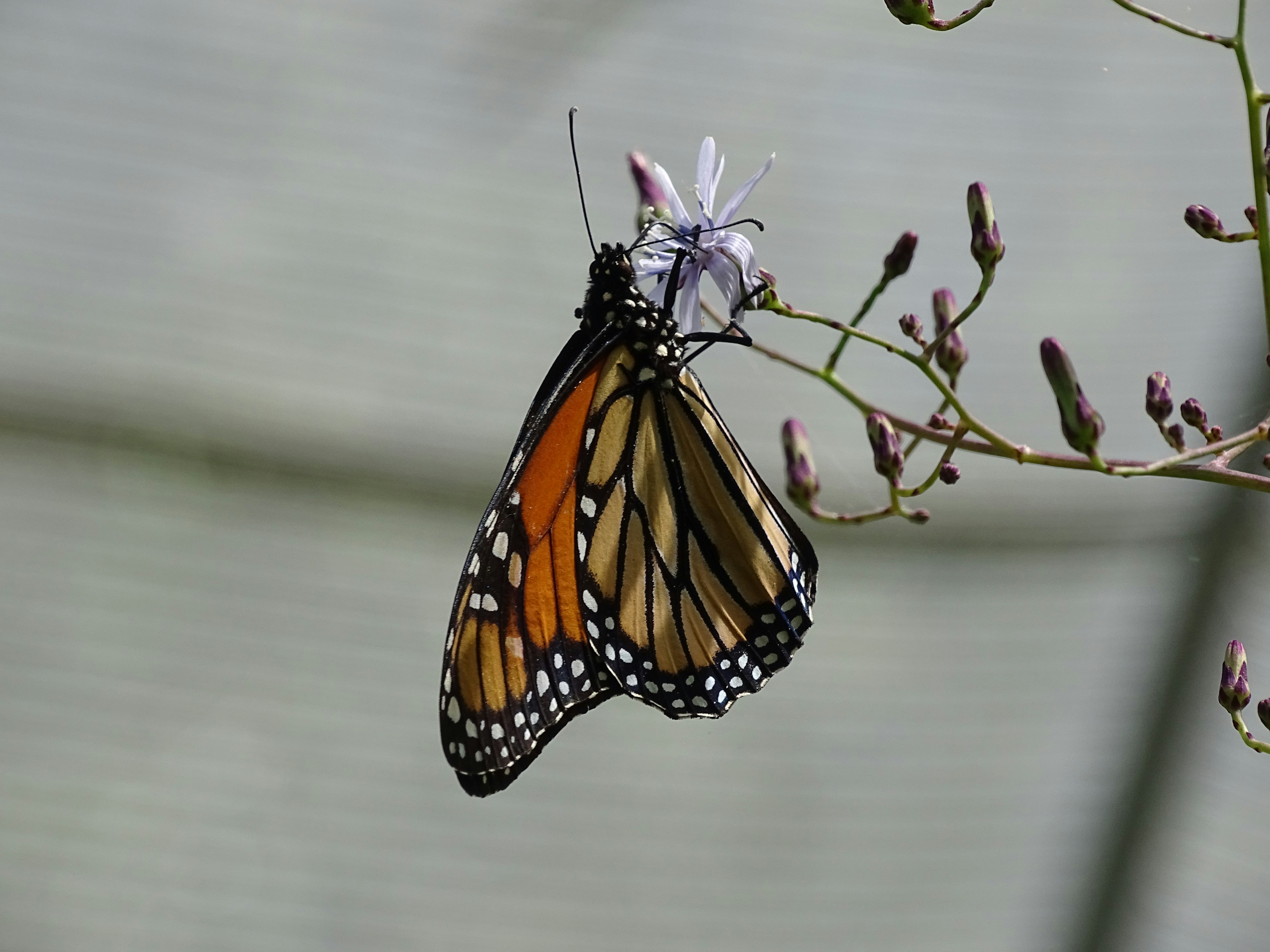 Taken at Tallgrass Butterfly House in Pana, IL August 24, 2019. | monarch butterfly