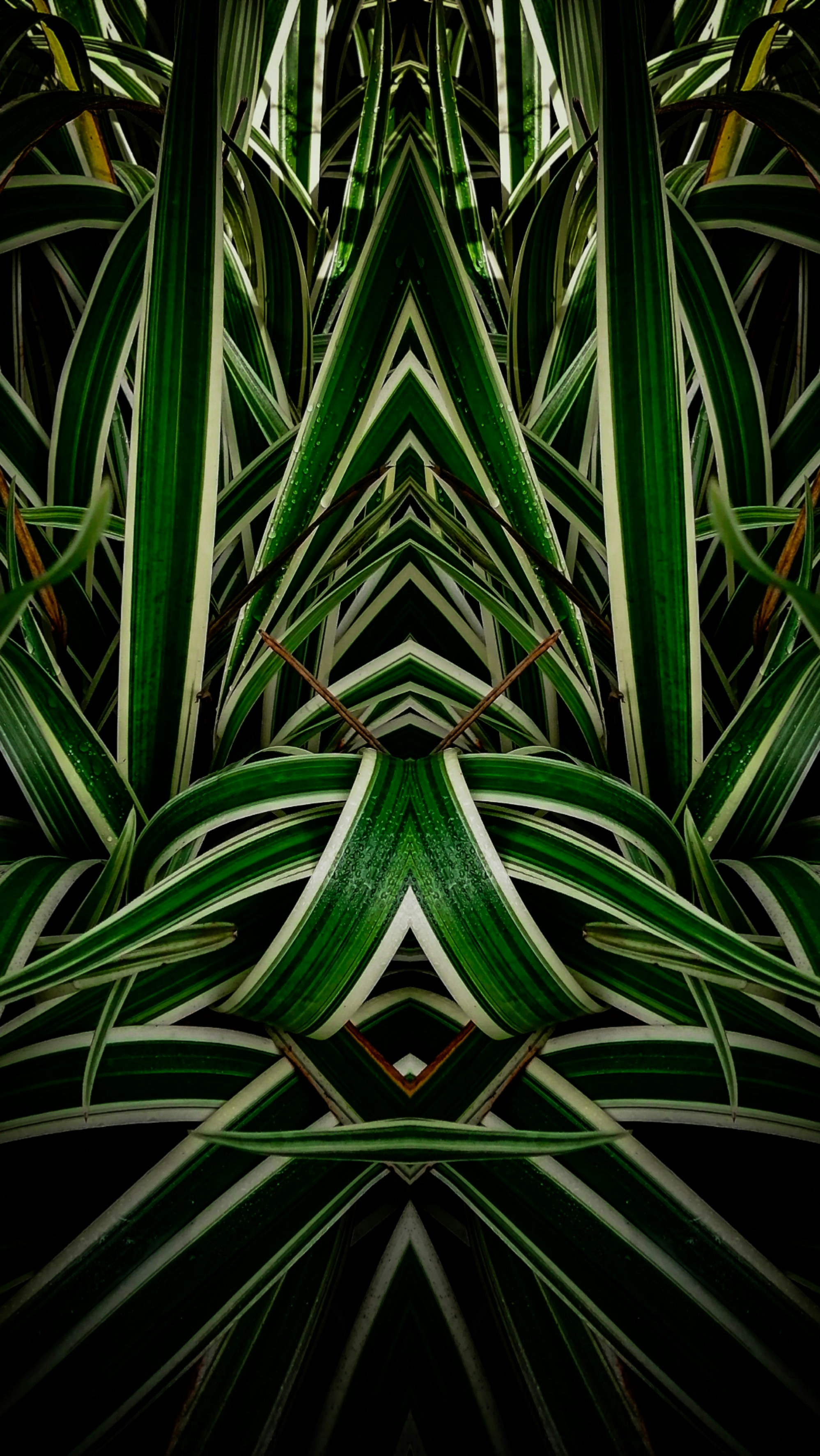 Intricate arrangement of green plant leaves creating a visually striking pattern and texture. The interplay of light and shadow enhances the organic design.