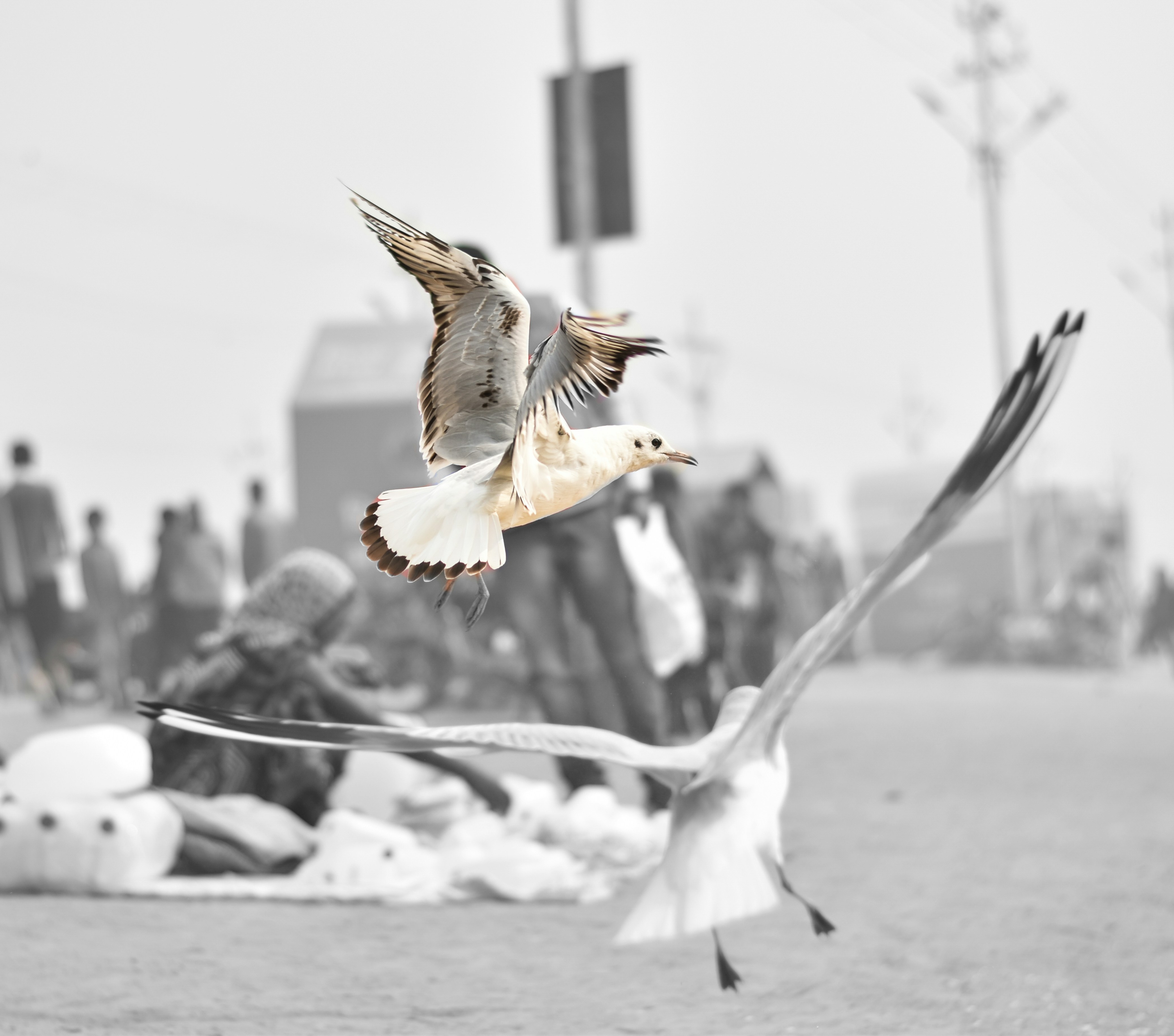 Midflight Seagull Over a Quiet Beachfront Crowd