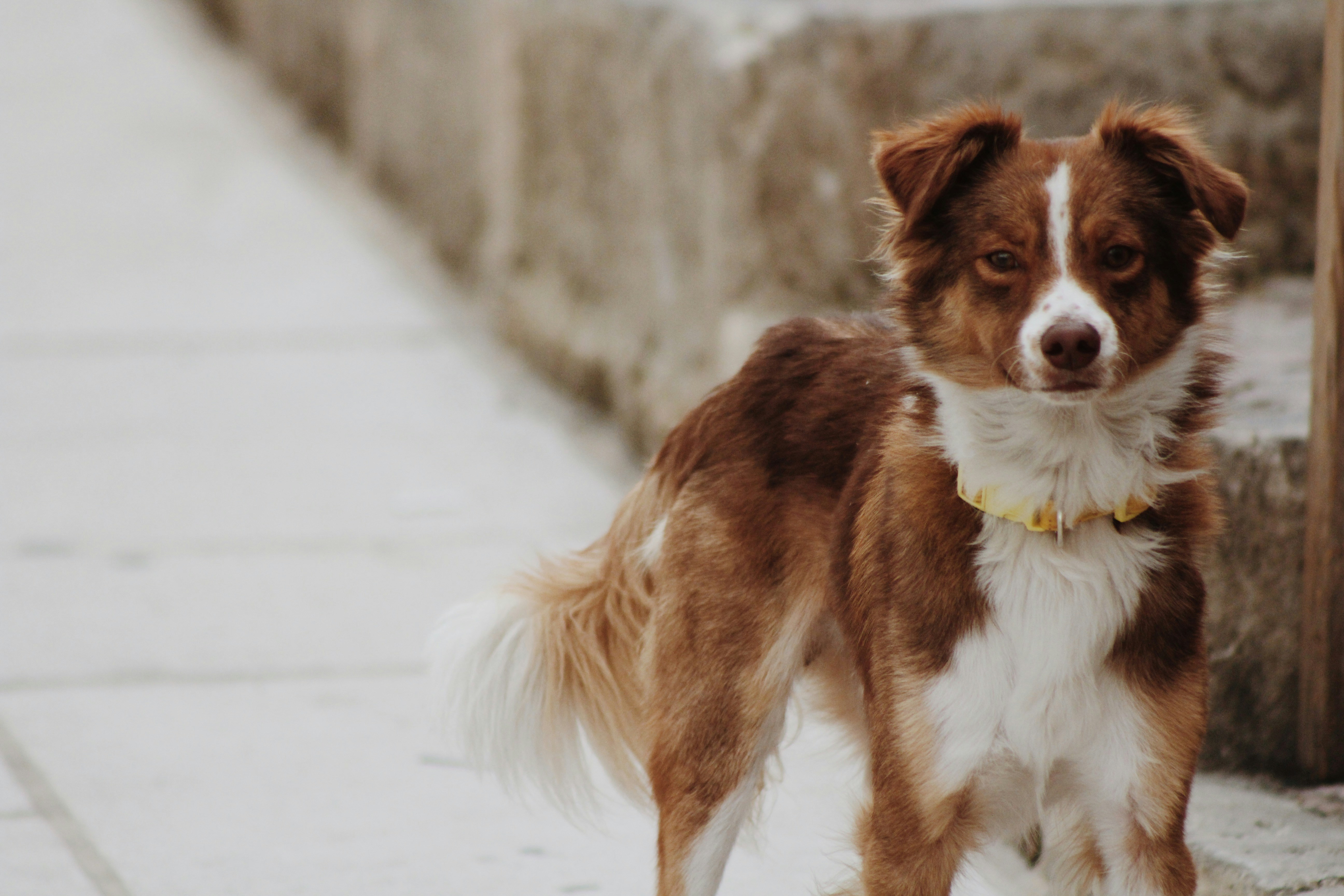 Short-coated red and white dog photo – Free Dog Image on Unsplash