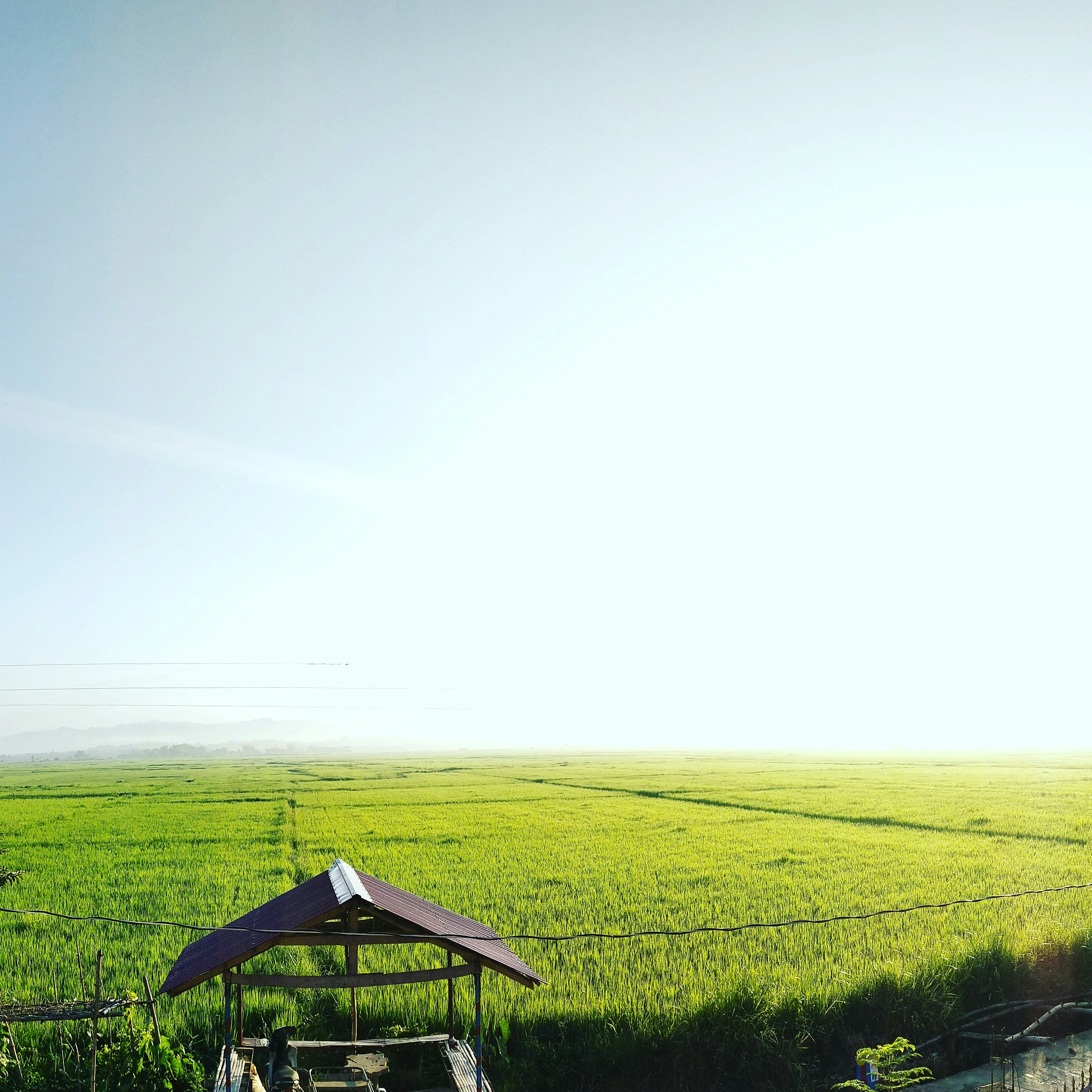 Green grass field photo – Free Dingras Image on Unsplash