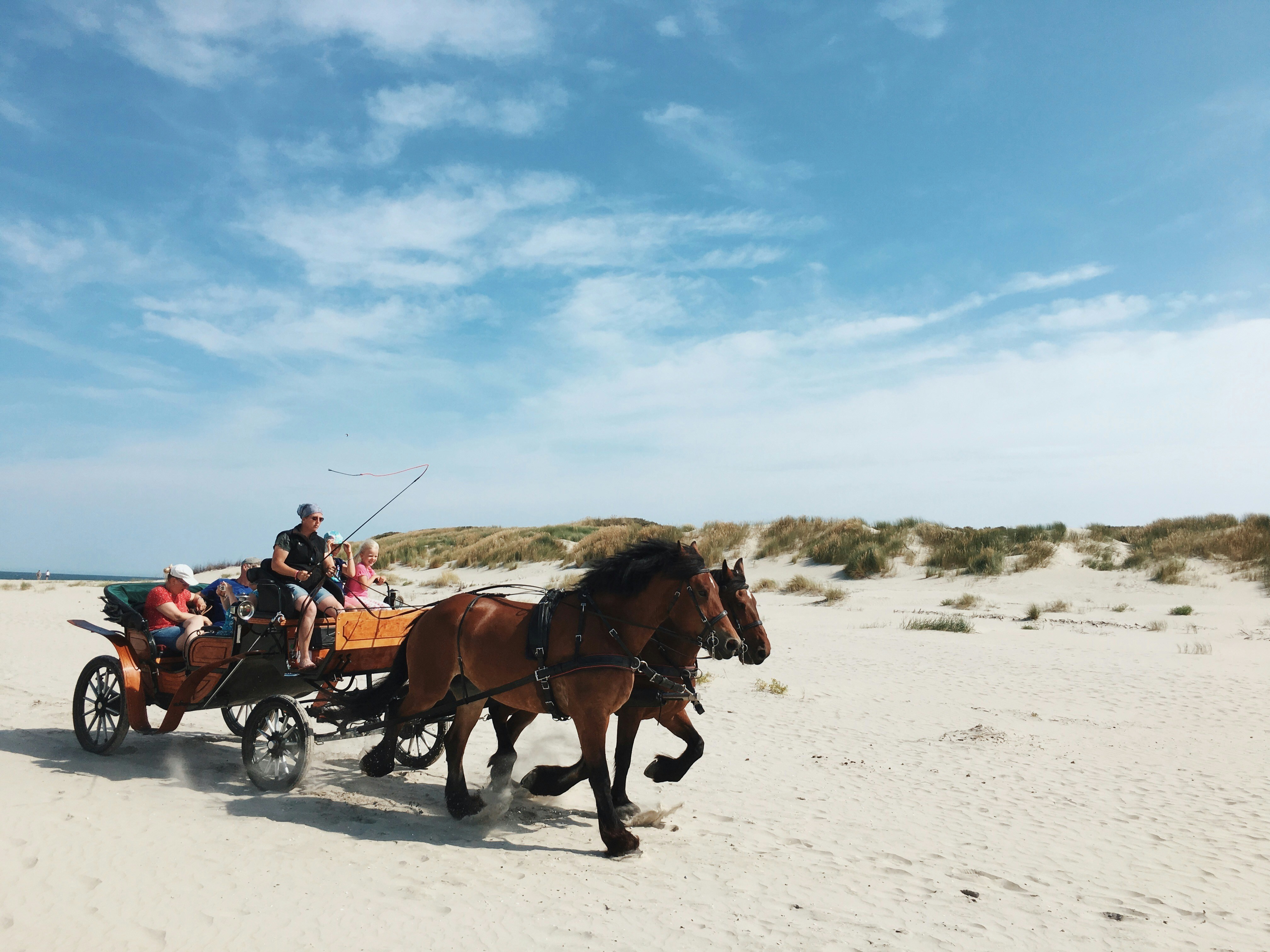 Horses and Carriage Crossing a Wind-Swept Beach